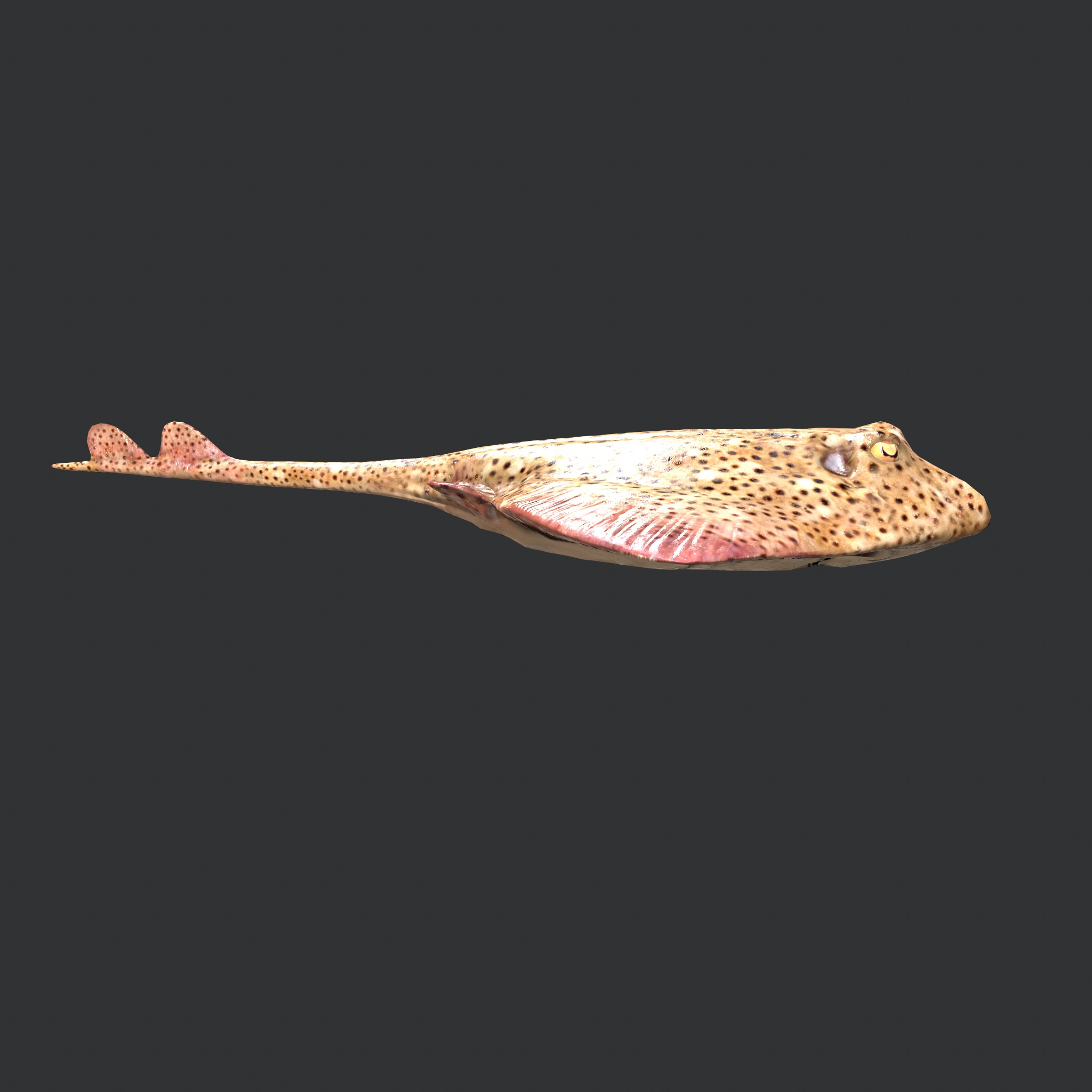 Skate Fish - 3D Model by Get Dead Entertainment