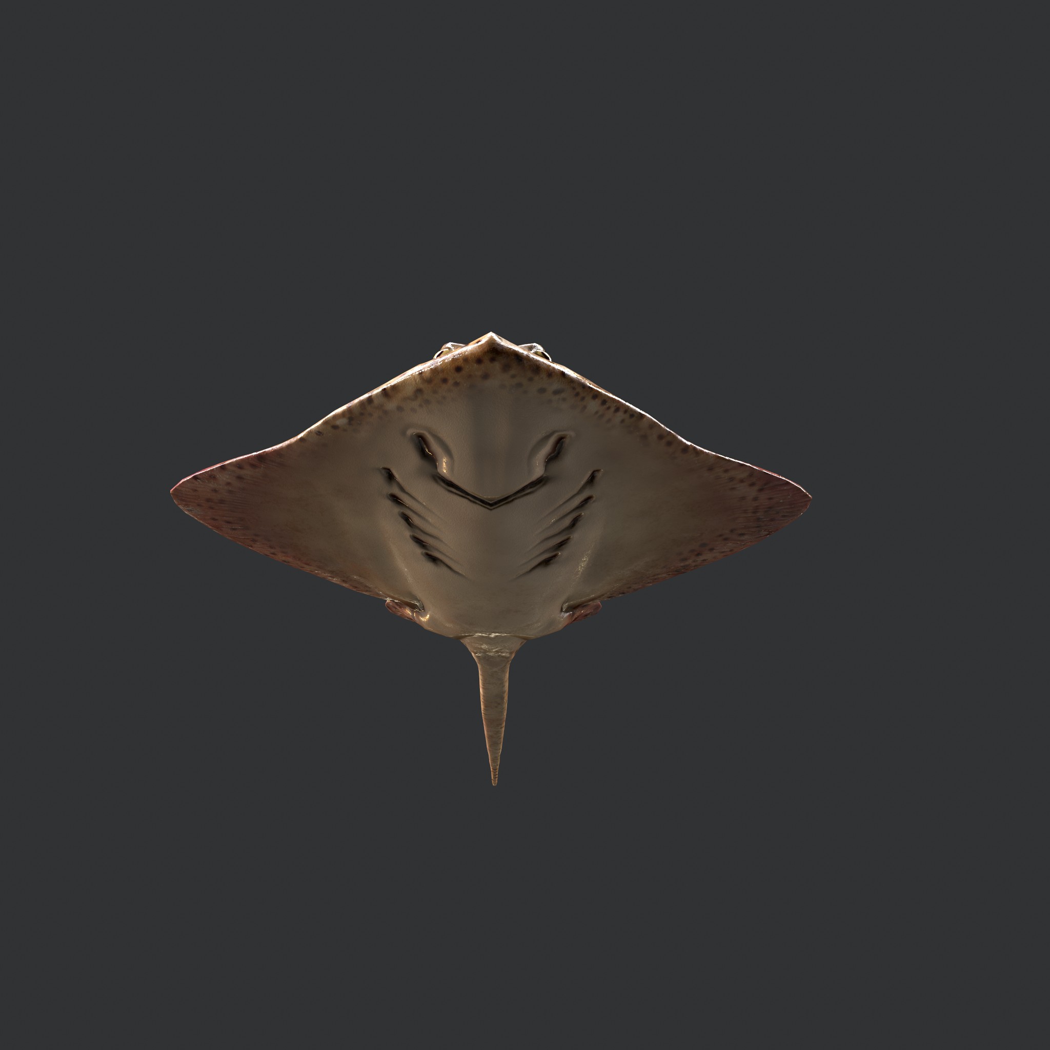 Skate Fish - 3D Model by Get Dead Entertainment