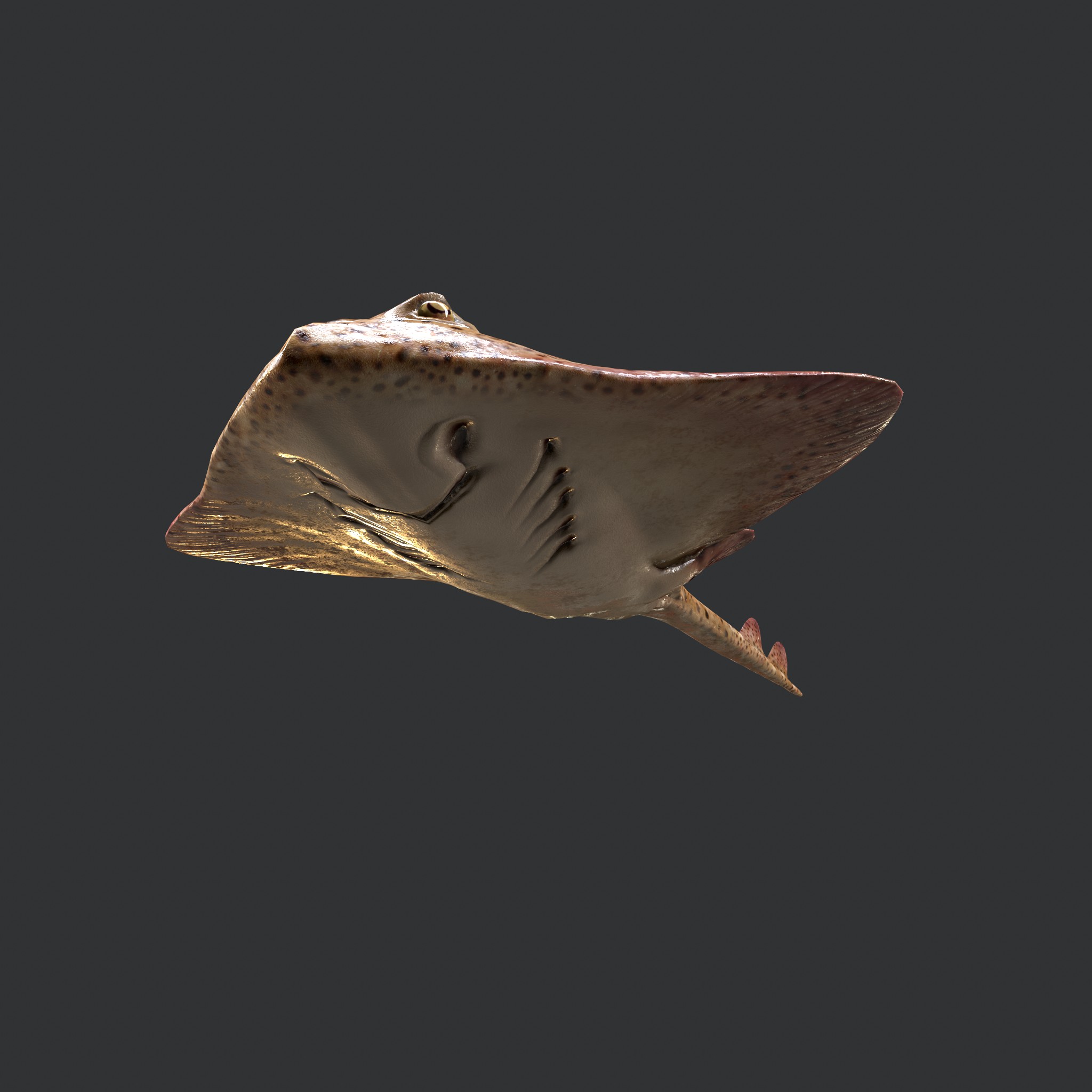Skate Fish - 3D Model by Get Dead Entertainment