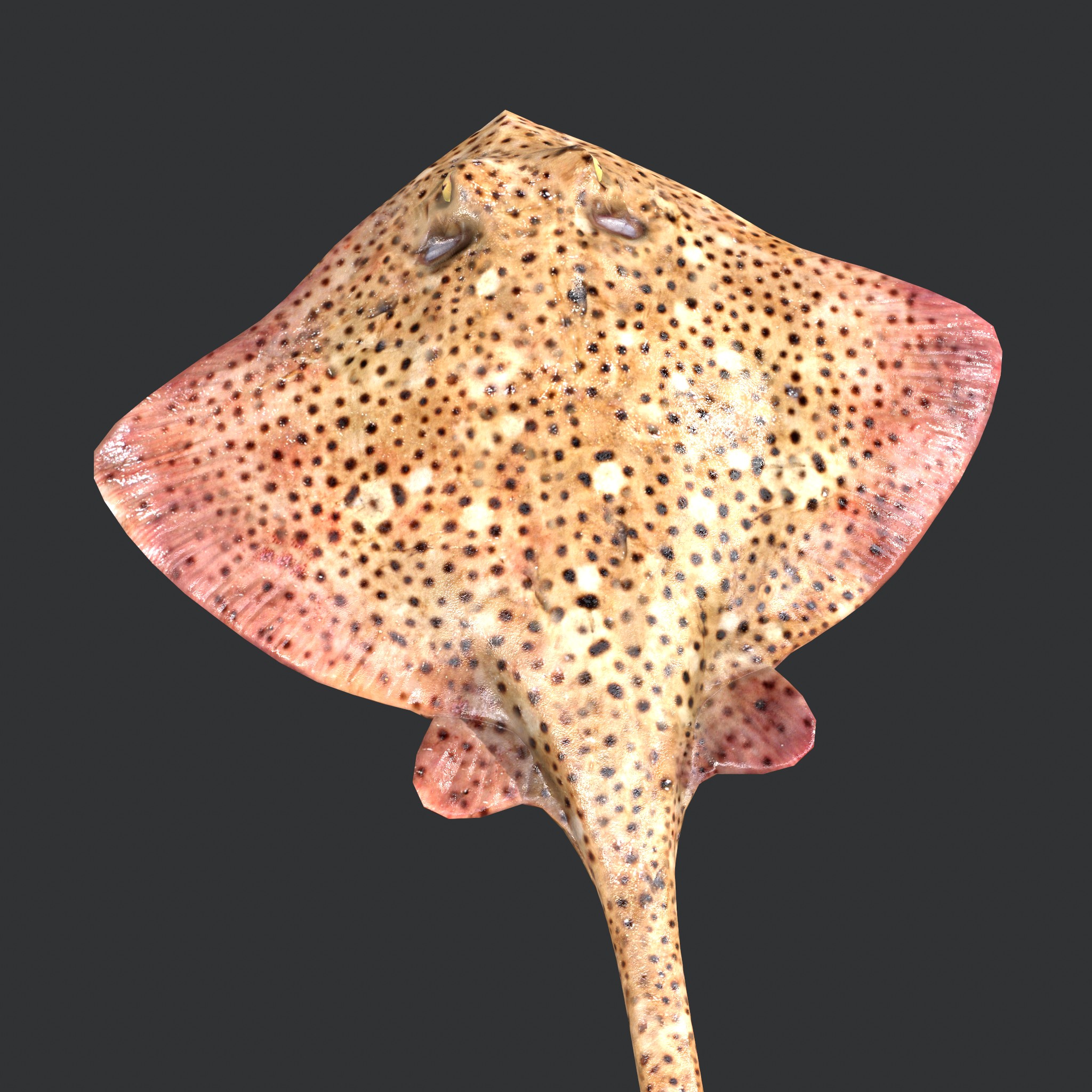Skate Fish - 3D Model by Get Dead Entertainment