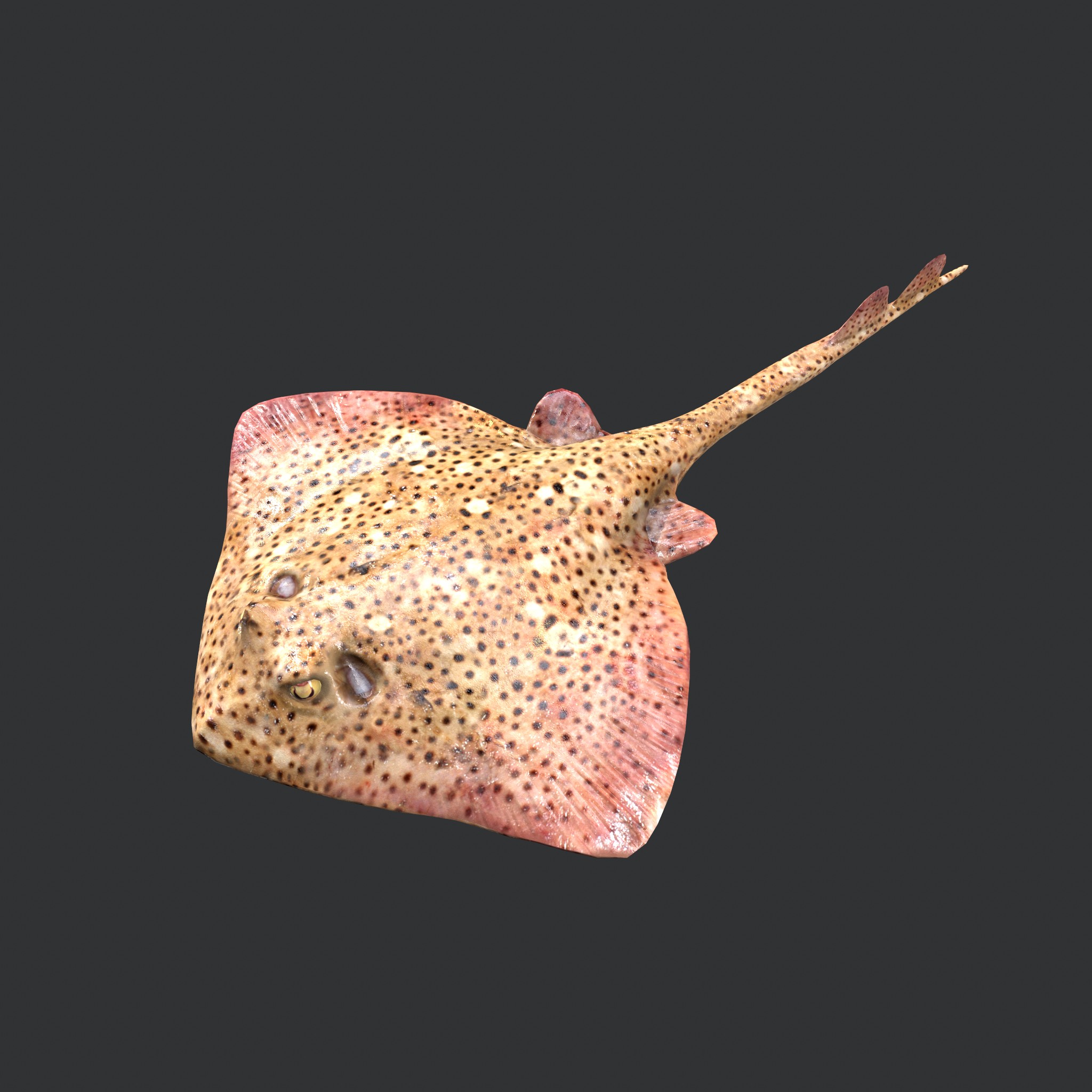 Skate Fish - 3D Model by Get Dead Entertainment