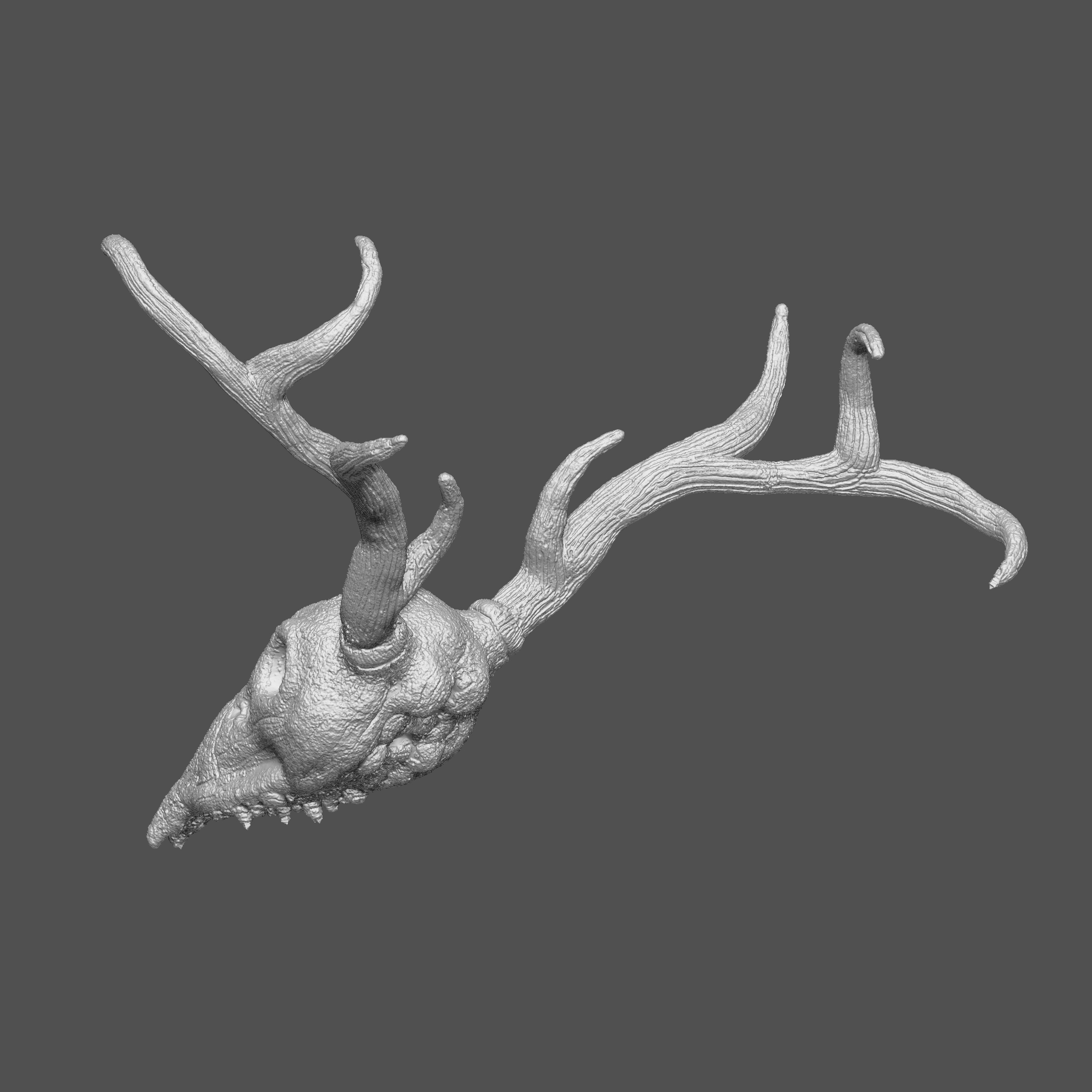 Stag Skull Model by Get Dead Entertainment