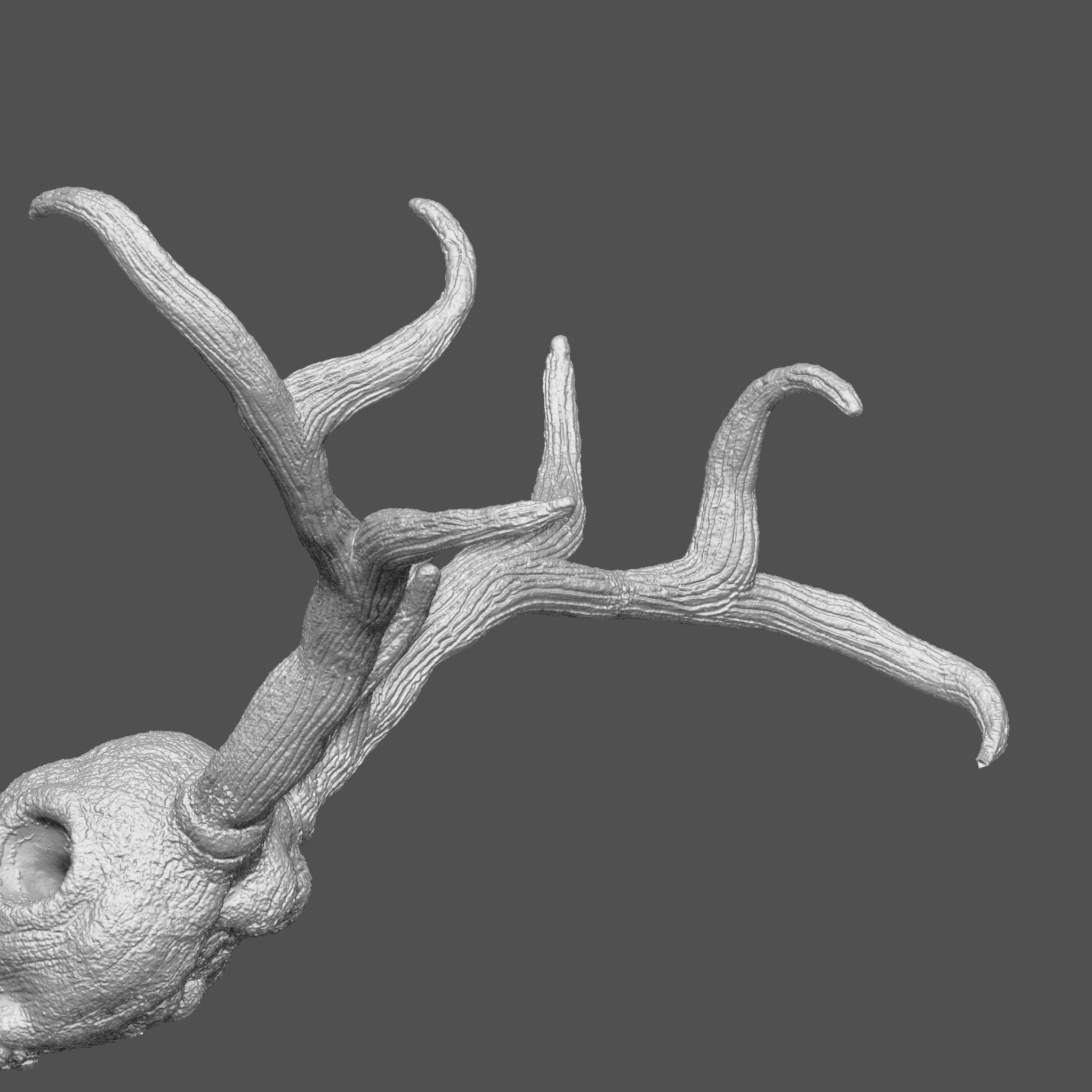 Stag Skull - 3D Print Model by Get Dead Entertainment