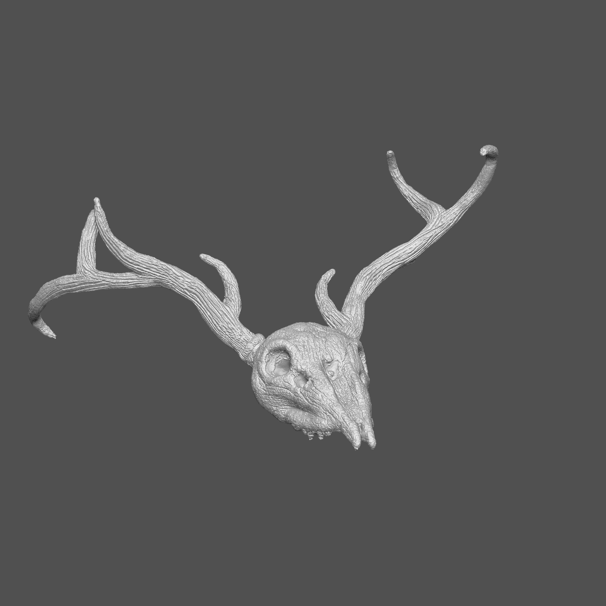 Stag Skull Model by Get Dead Entertainment