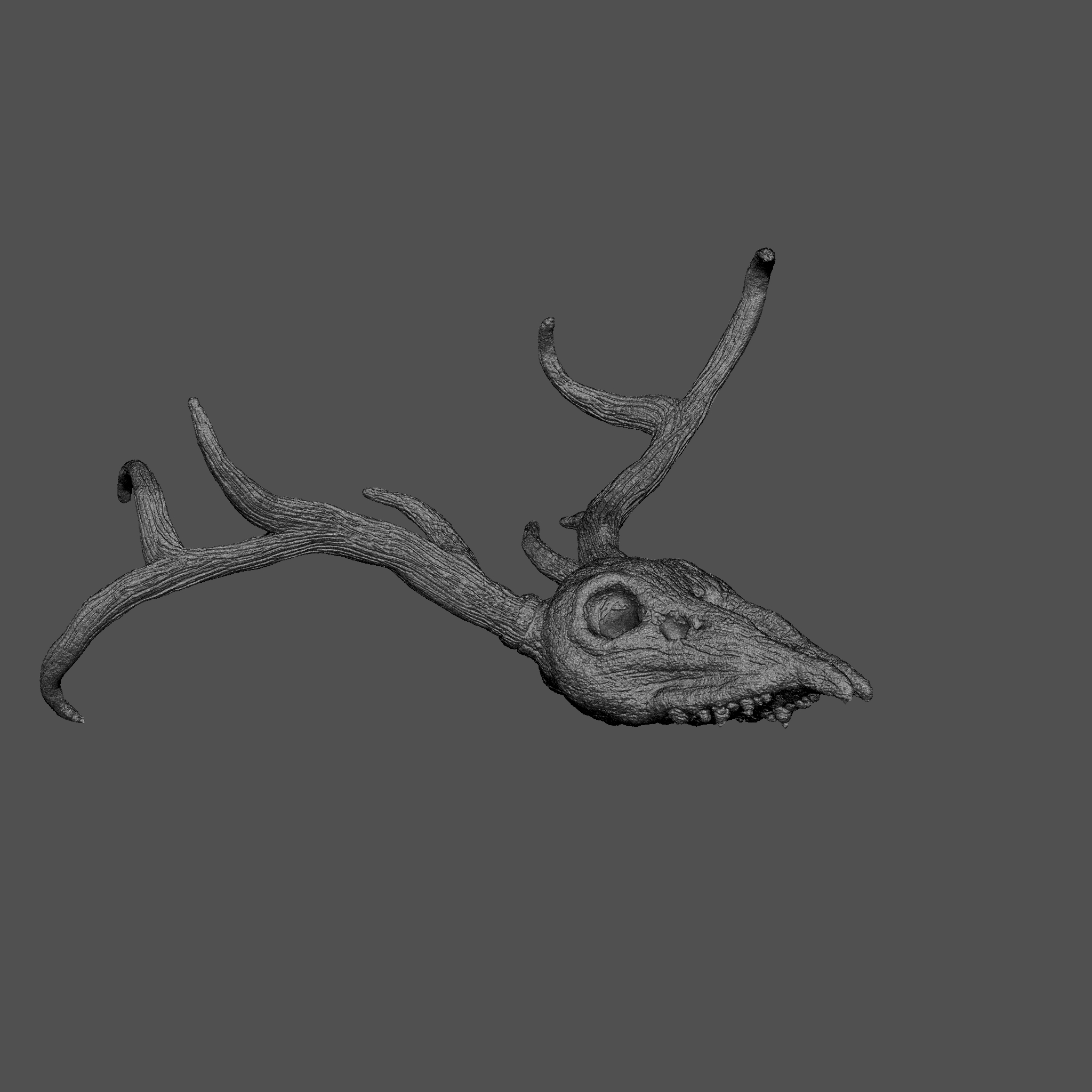 Stag Skull Model by Get Dead Entertainment