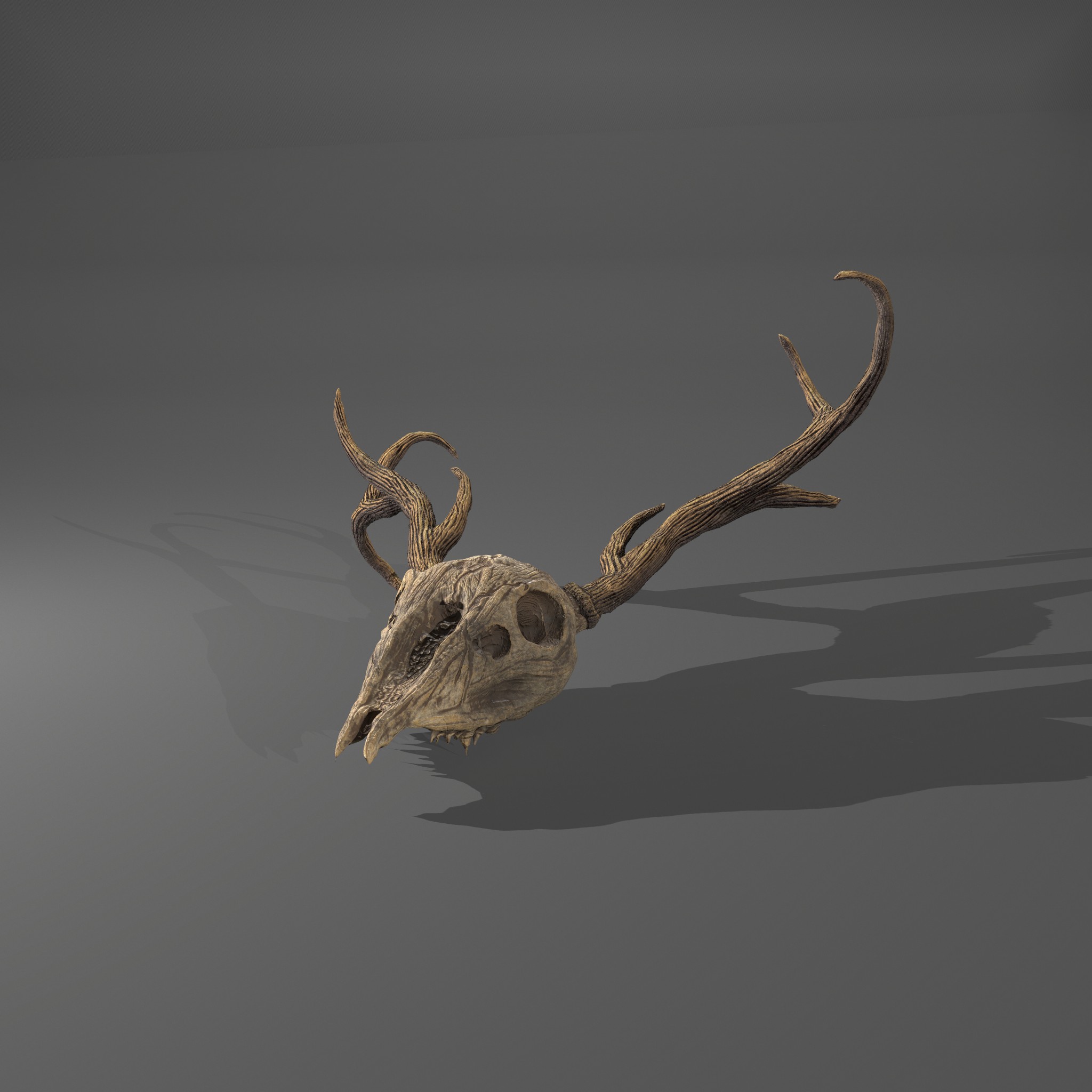 Stag Skull - 3D Model by Get Dead Entertainment