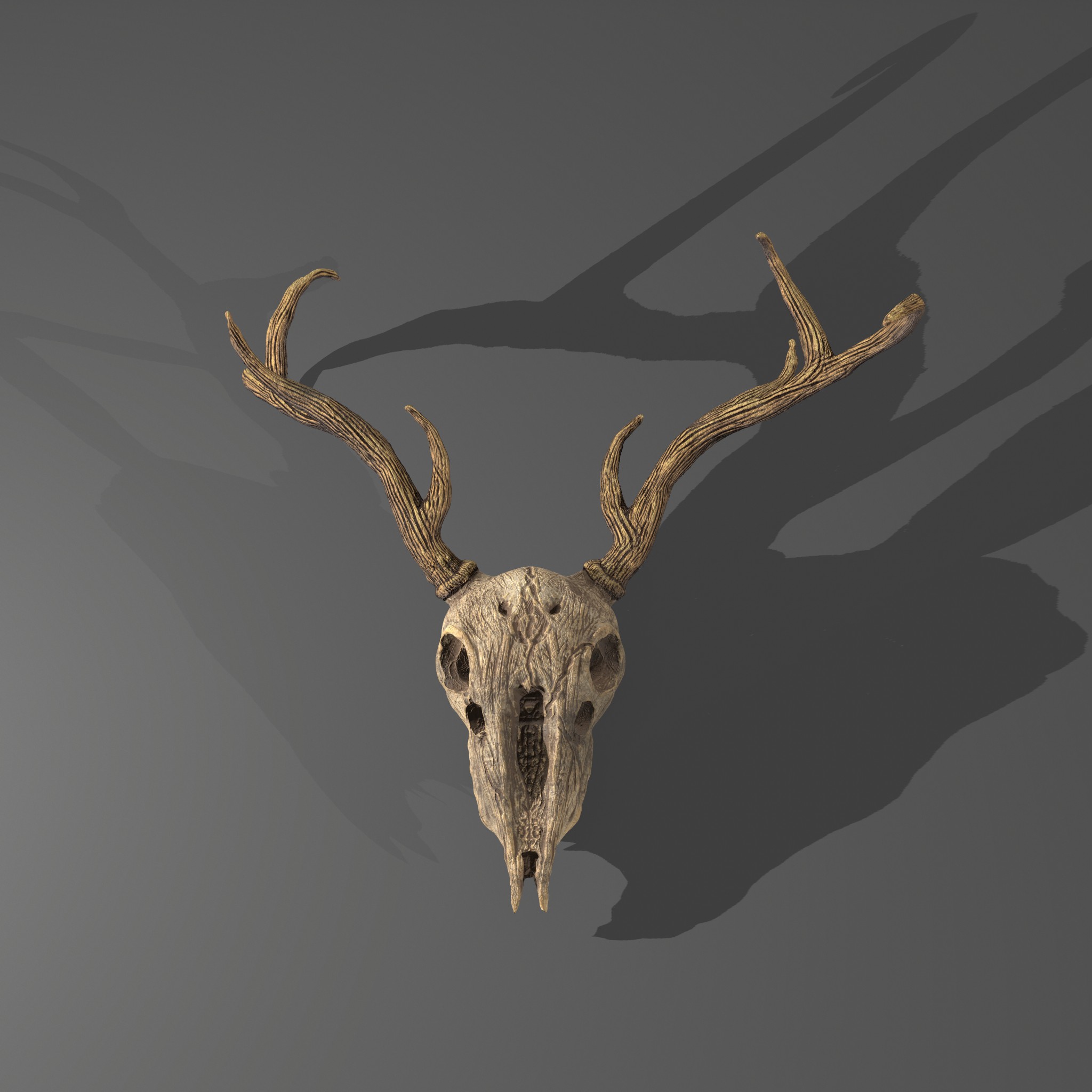 Stag Skull - 3D Model by Get Dead Entertainment