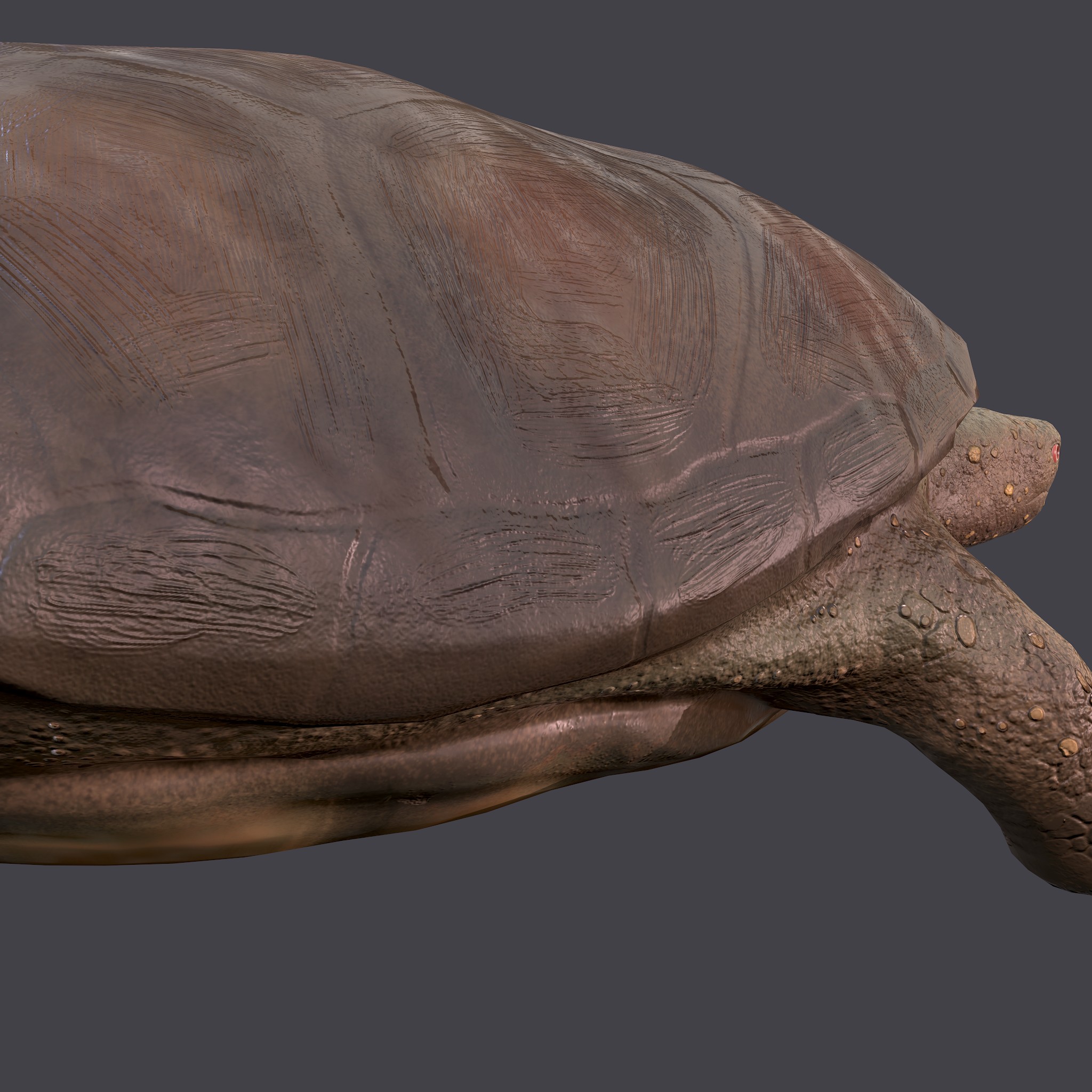 Turtle Brown Reptile - Free 3D Model by Get Dead Entertainment