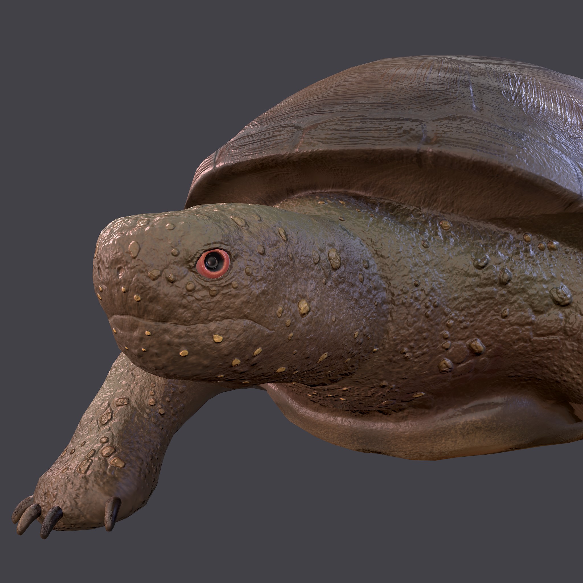 Turtle Brown Reptile - Free 3D Model by Get Dead Entertainment