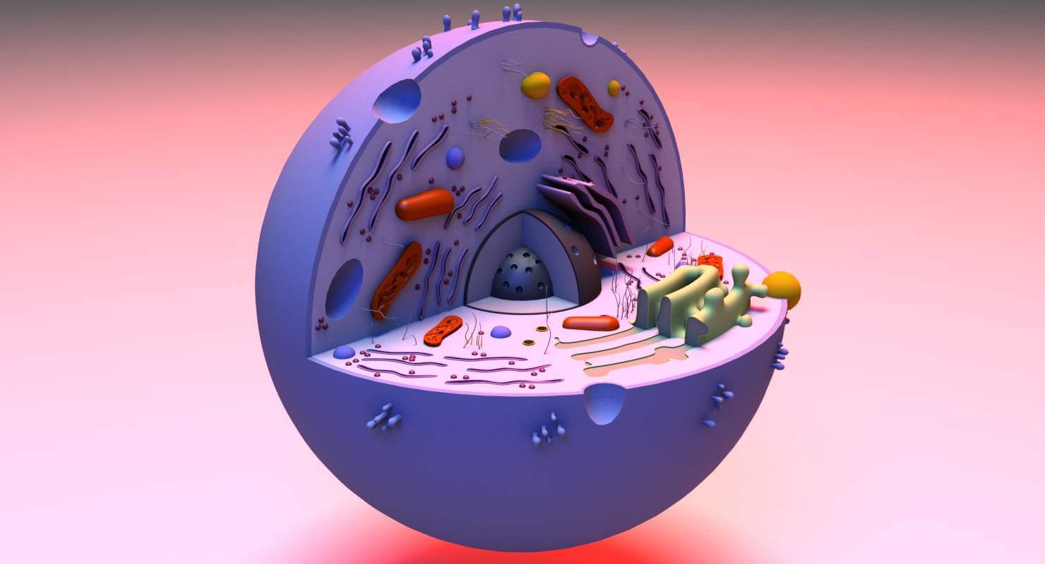 Animal Cell - 3D Model by Giimann