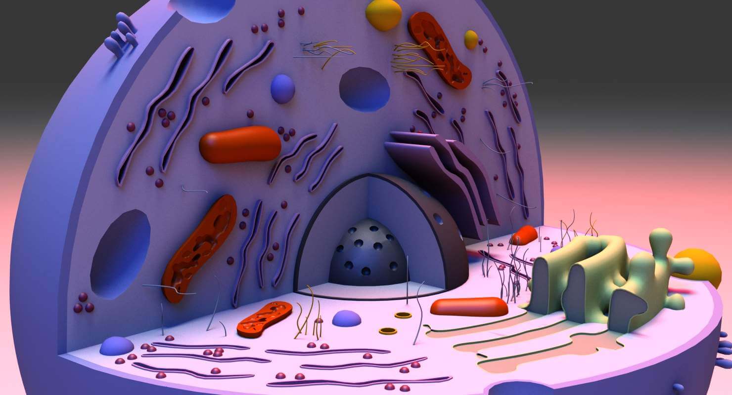 Animal Cell - 3D Model by Giimann