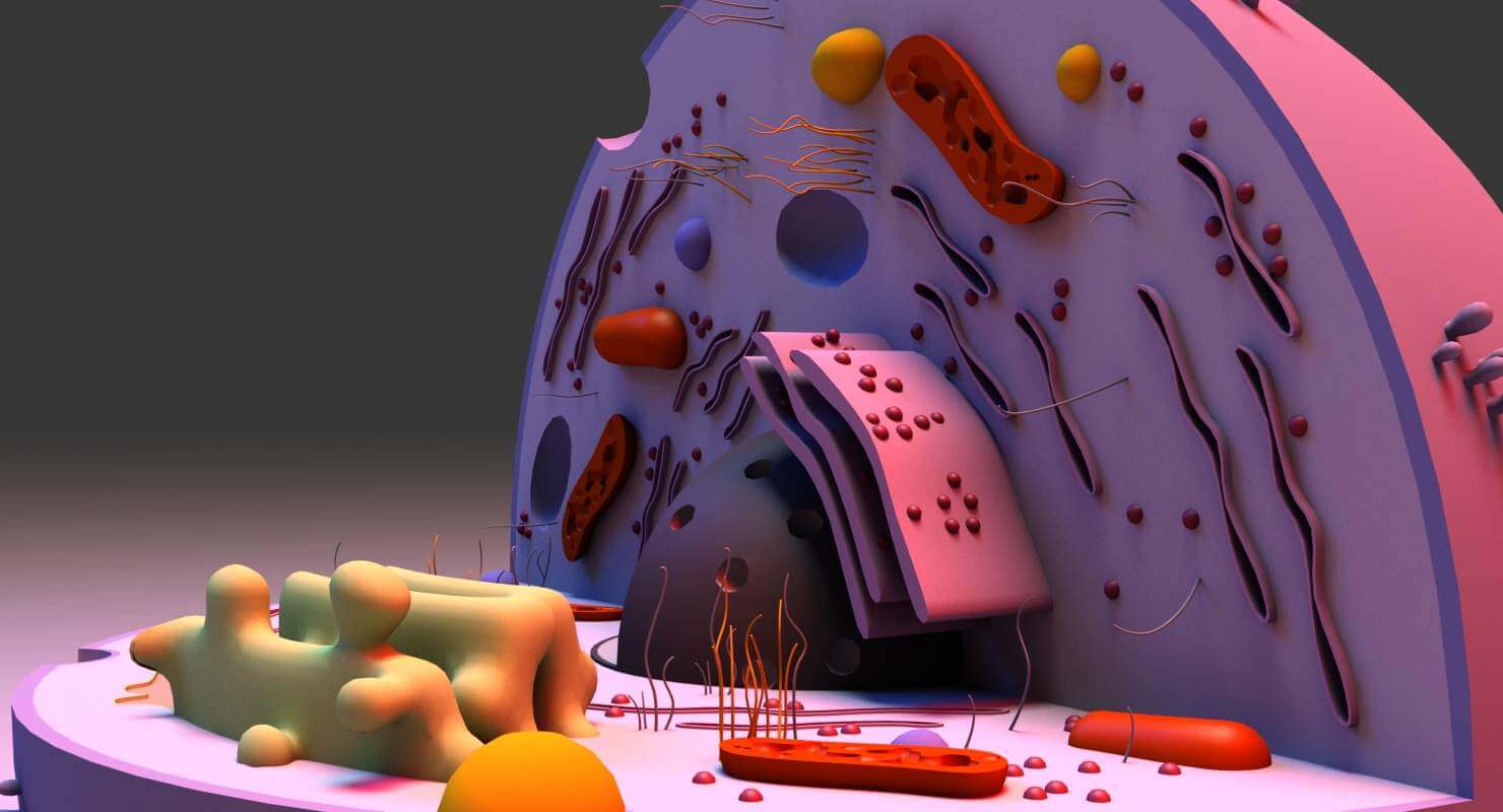 Animal Cell - 3D Model by Giimann