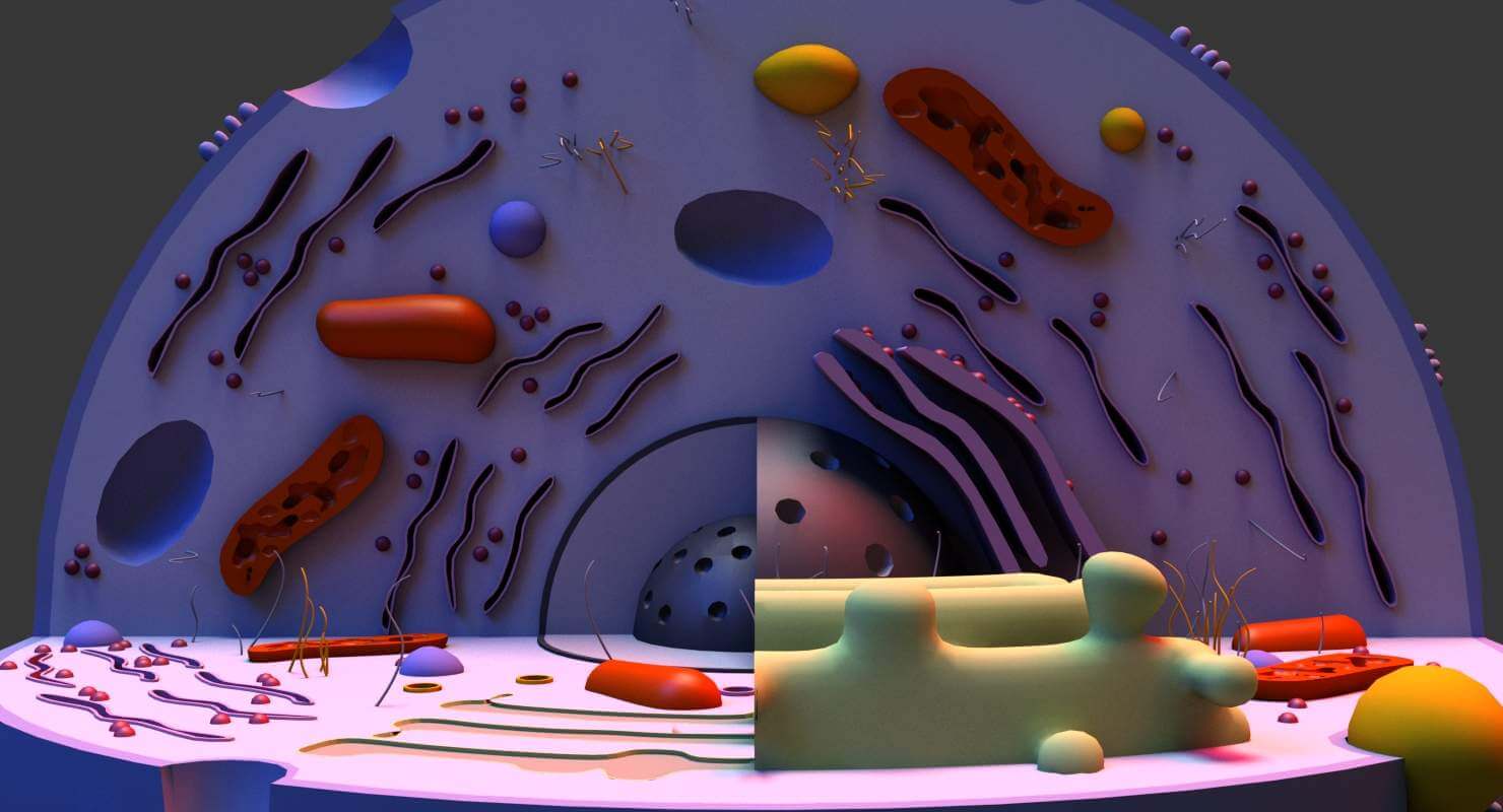 Animal Cell - 3D Model by Giimann