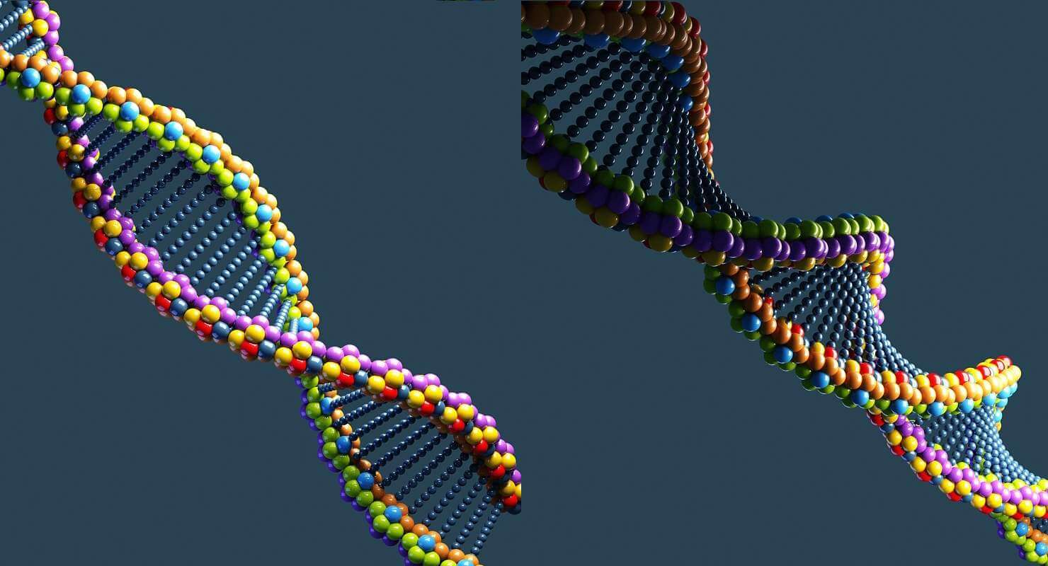 DNA - 3D Model by Giimann