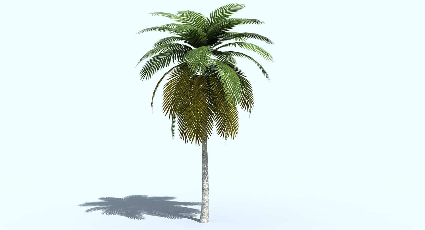 Palm Tree - 3D Model by Giimann