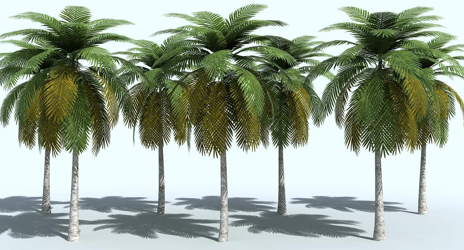 Palm Tree - 3D Model by Giimann