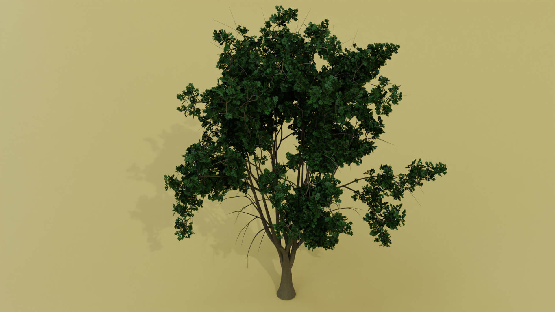 Oak Tree - 3D Model by Gizem Dilara Tek