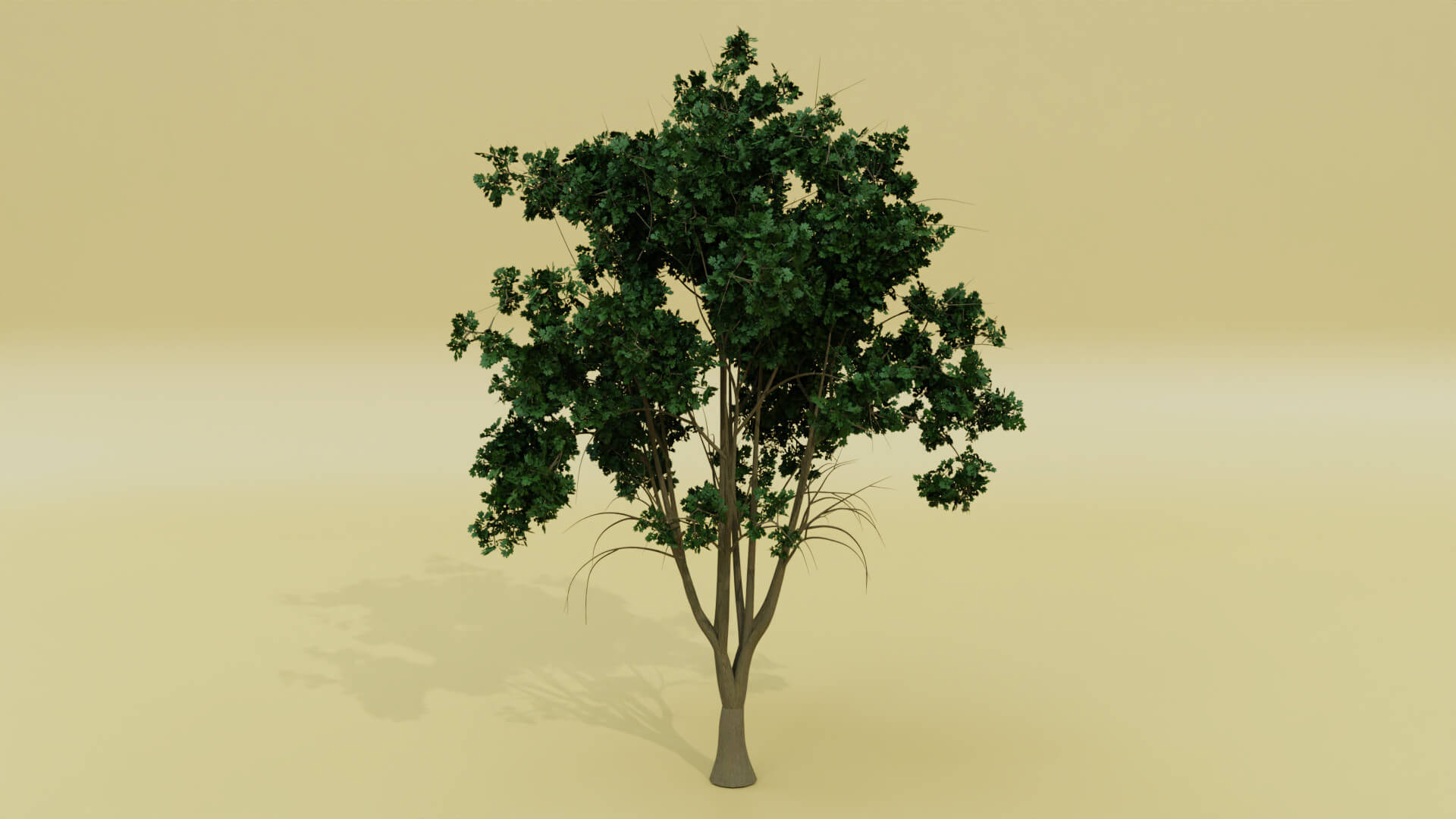 Oak Tree - 3D Model by Gizem Dilara Tek