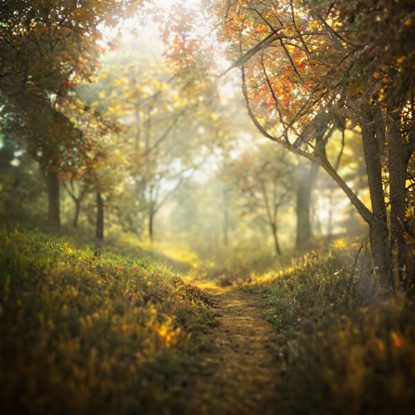 Autumn Oak Trees 3D Render, Digital Art by GMArtworks