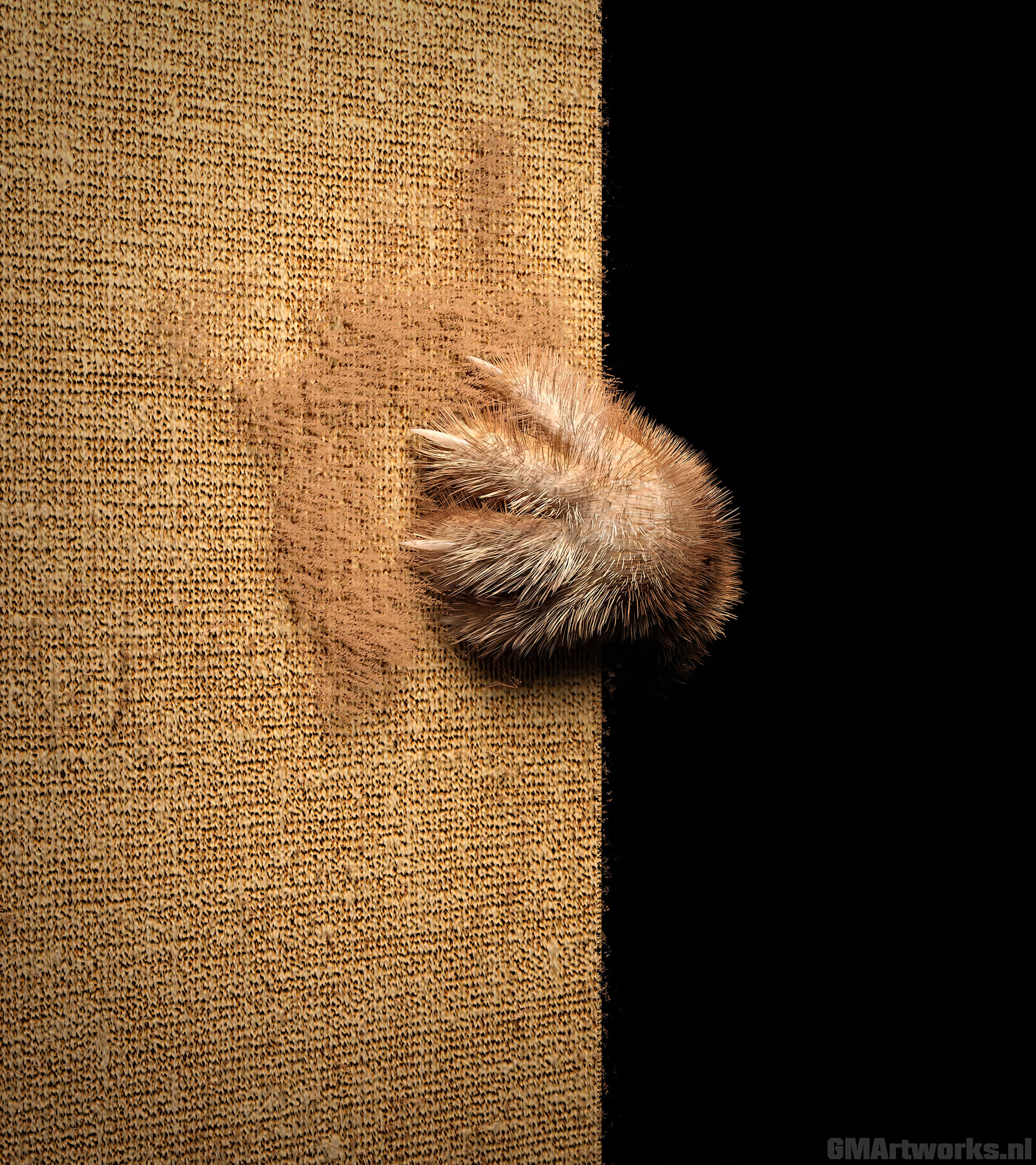 Humble Cat 3D Render, Digital Art by GMArtworks