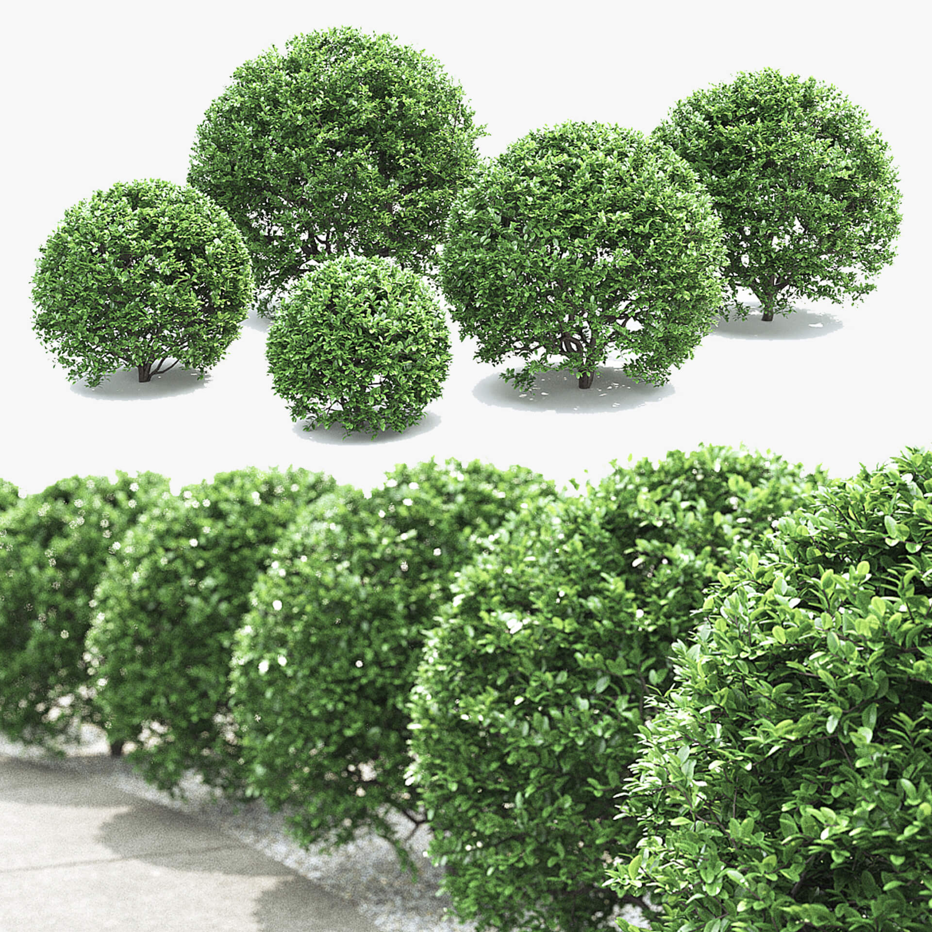A Set of 5 Boxwood - 3D Model by GOLD MASTER