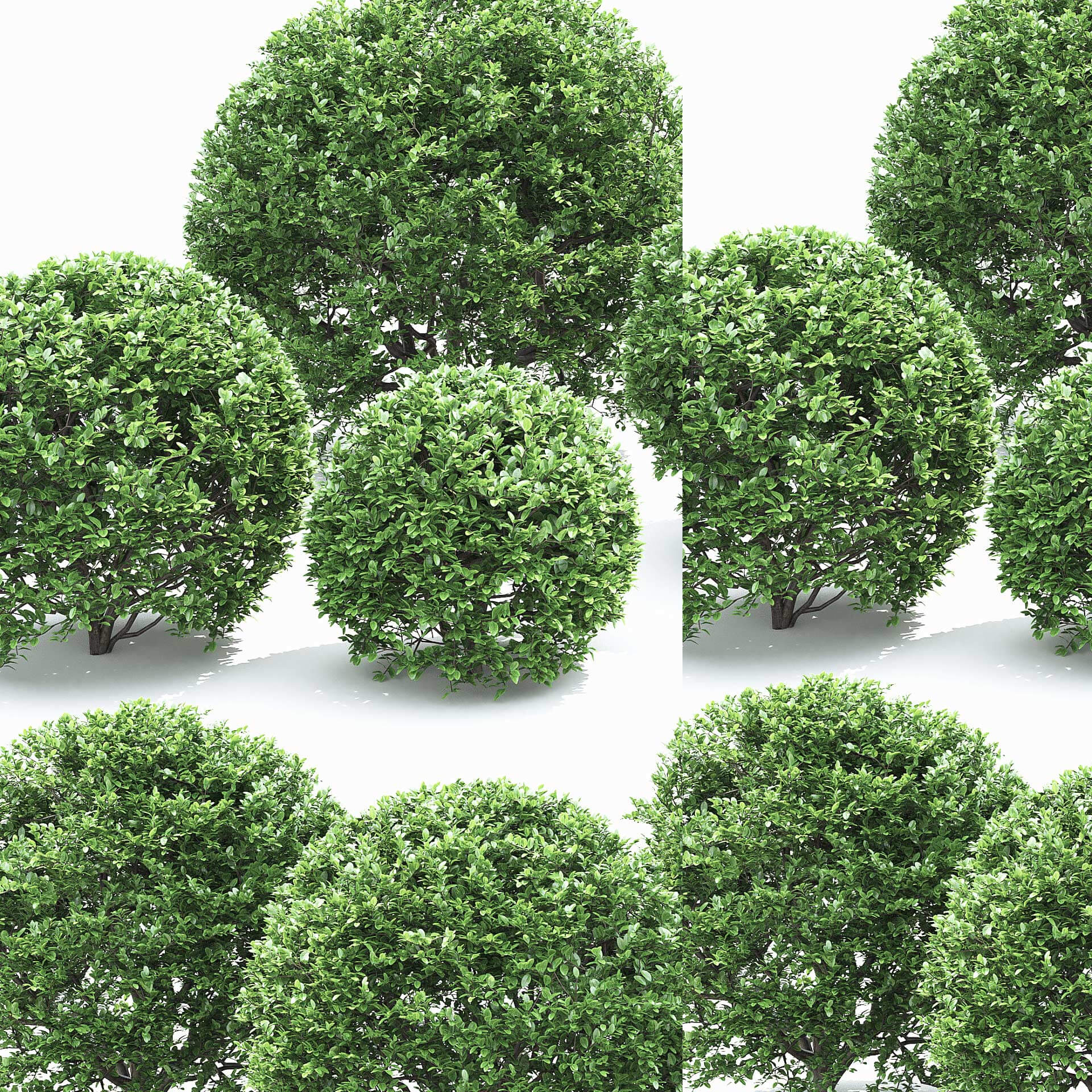 A Set of 5 Boxwood - 3D Model by GOLD MASTER
