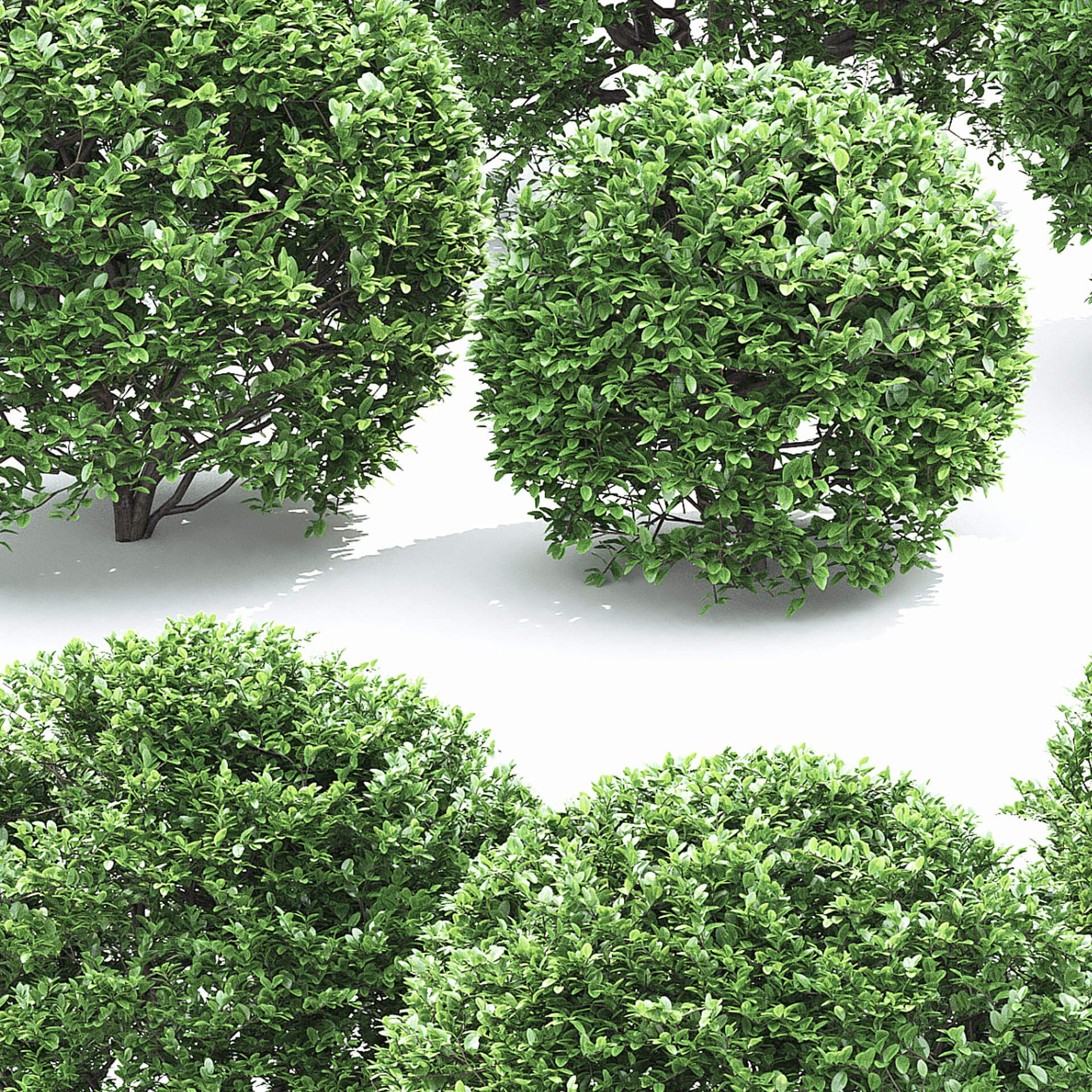 A Set of 5 Boxwood - 3D Model by GOLD MASTER