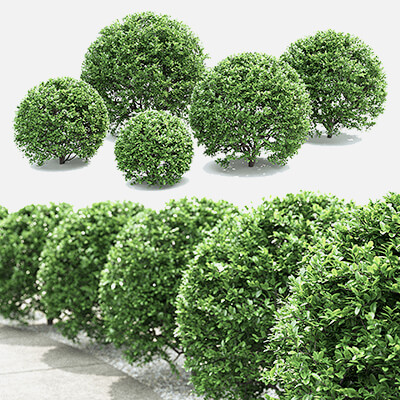 A Set of 5 Boxwood - 3D Model by GOLD MASTER