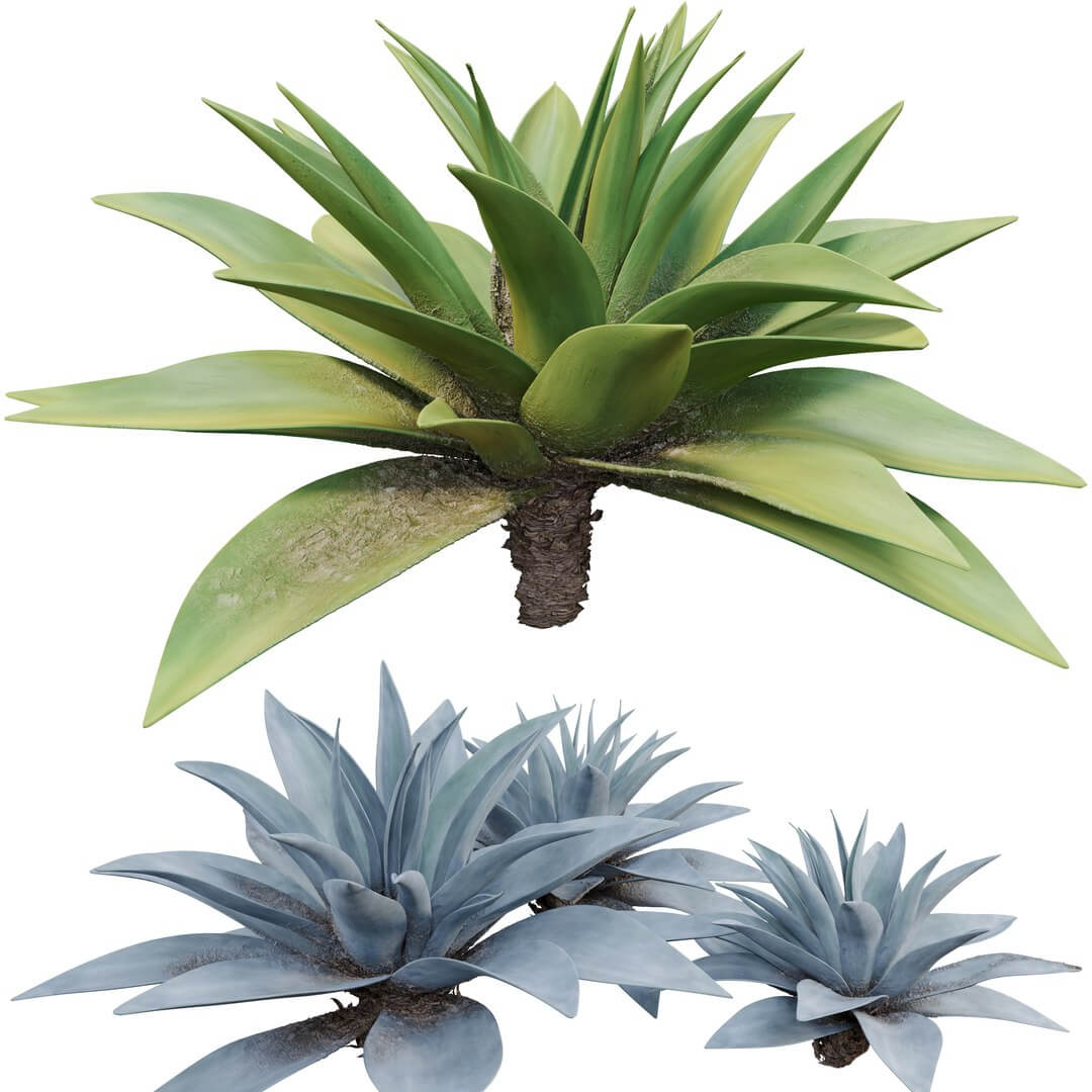 Agave Plant 123 - 3D Model by GOLD MASTER
