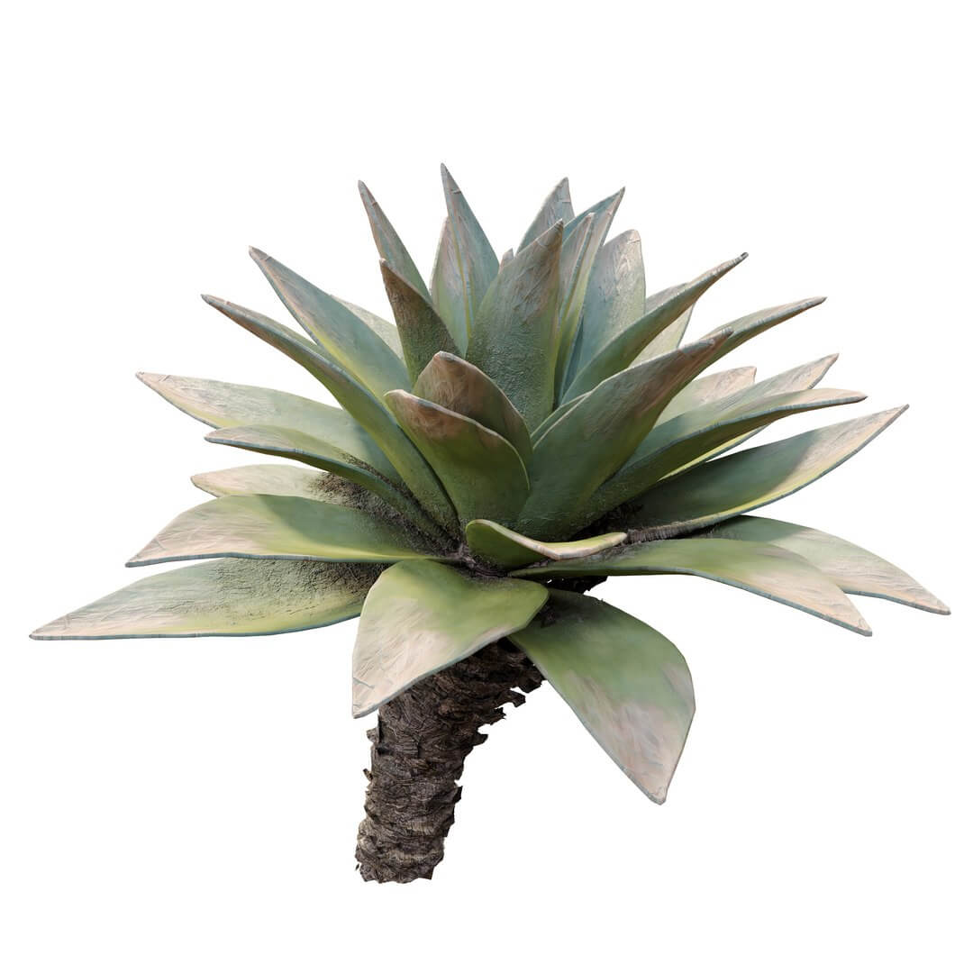Agave Plant 123 - 3D Model by GOLD MASTER