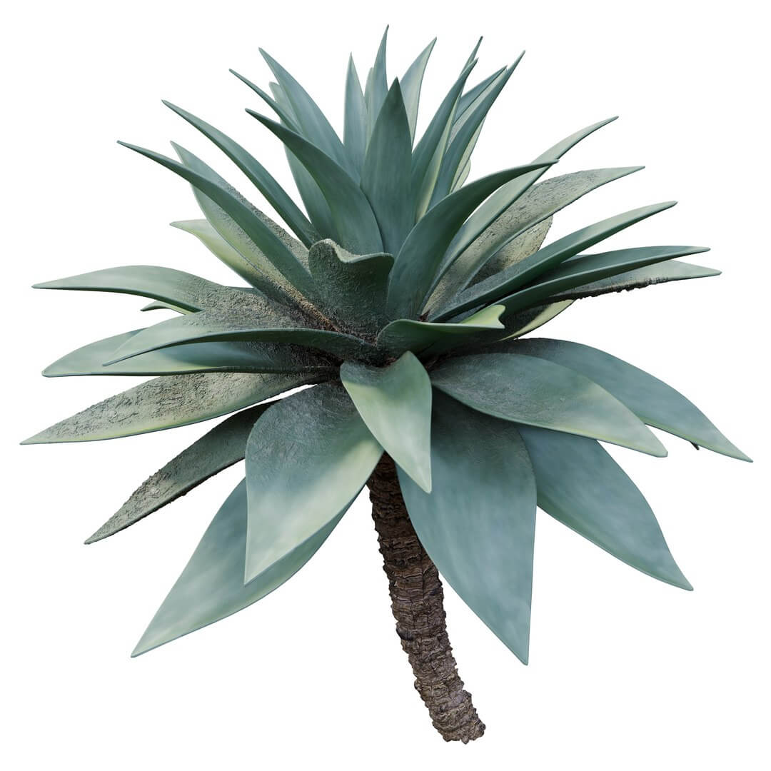 Agave Plant 123 - 3D Model by GOLD MASTER
