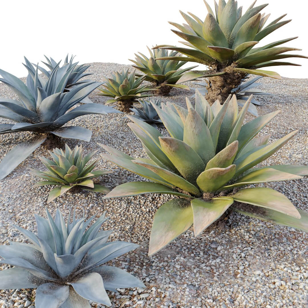 Agave Plant 123 - 3D Model by GOLD MASTER