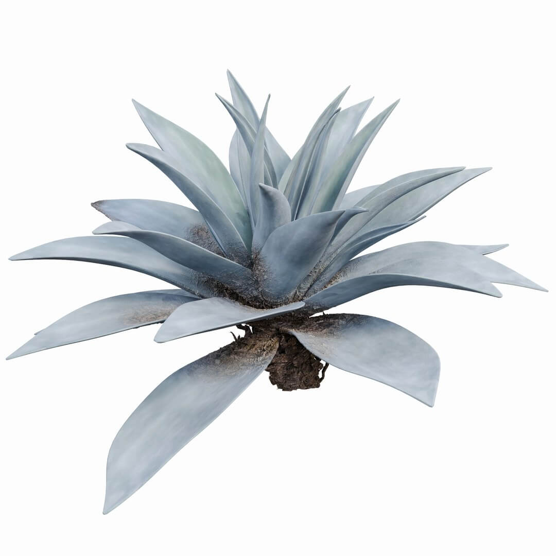 Agave Plant 123 - 3D Model by GOLD MASTER