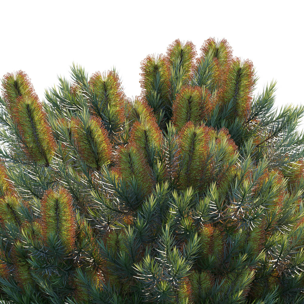 Banksia Spinulosa - 3D Model by GOLD MASTER