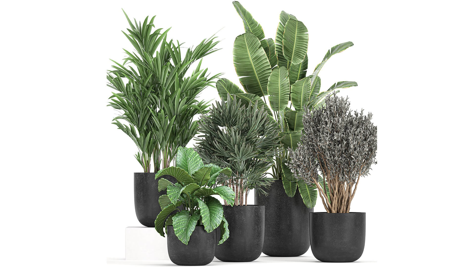 Collection of Decorativeplants in Flowerpots 1 - 3D Model by GOLD MASTER