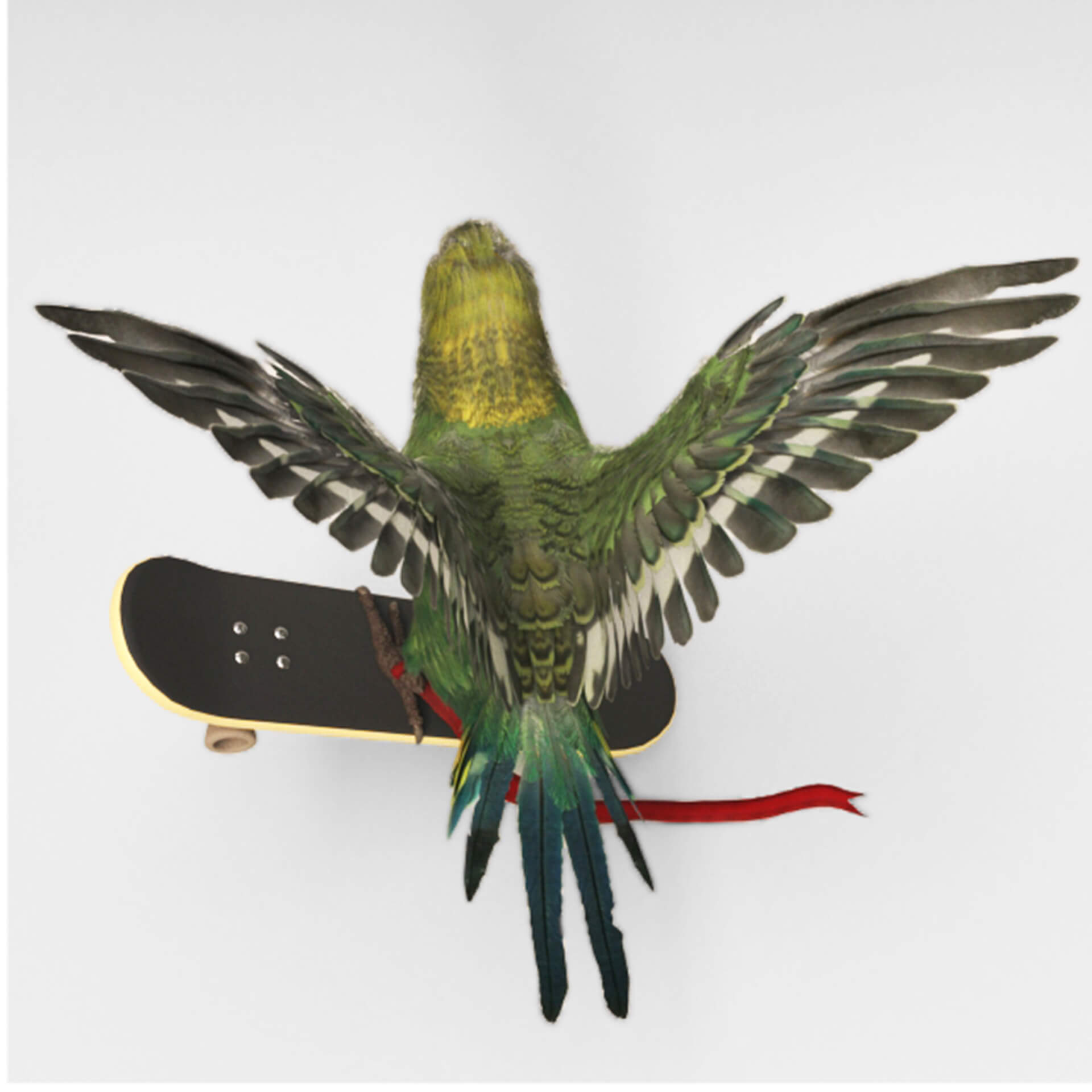 Parrot1cockatoo - 3D Model by GOLD MASTER