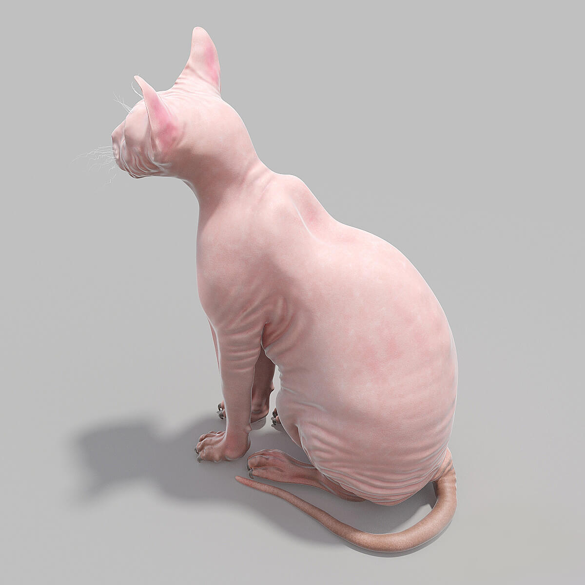 Sphinx Cat Busko1 - 3D Model by GOLD MASTER