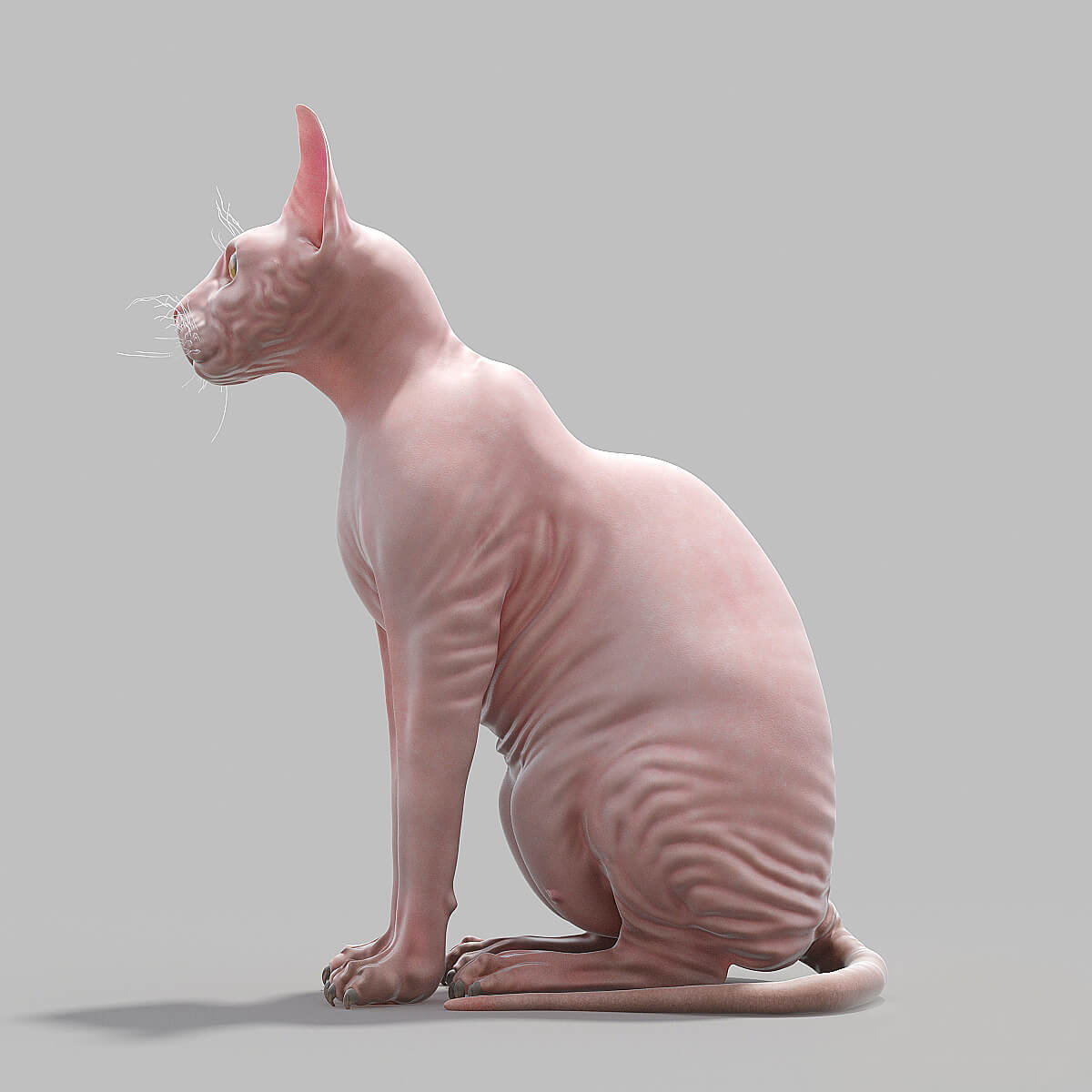 Sphinx Cat Busko1 - 3D Model by GOLD MASTER