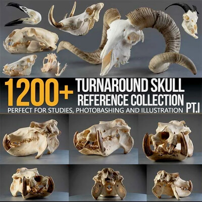 1200+ Turnaround Skull Collection Reference Pictures by Grafit Studio