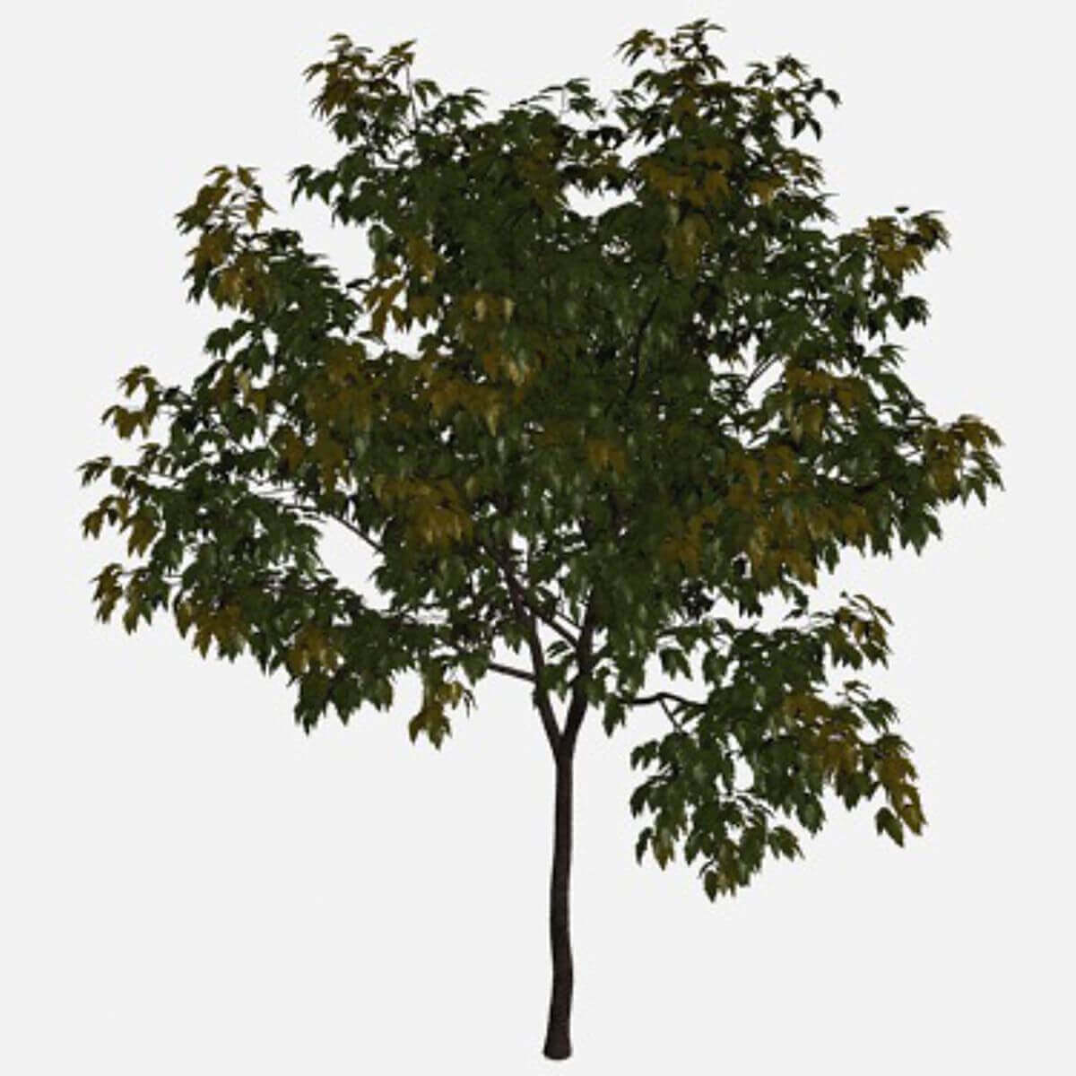 Tree - 3D Model by granitsh