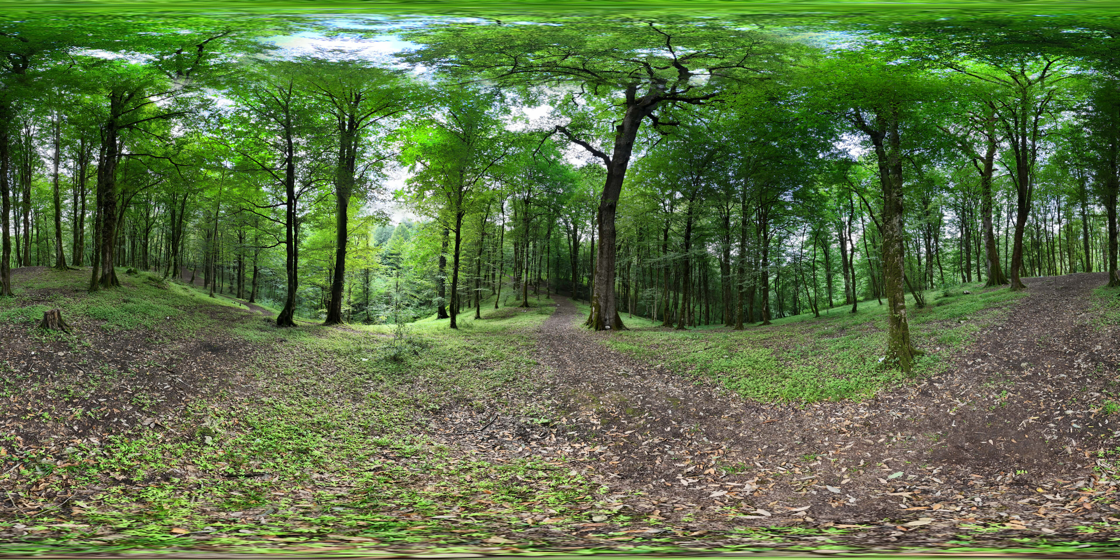 Tilakena Forest HDRI - 360 HDR Image by GraphistX