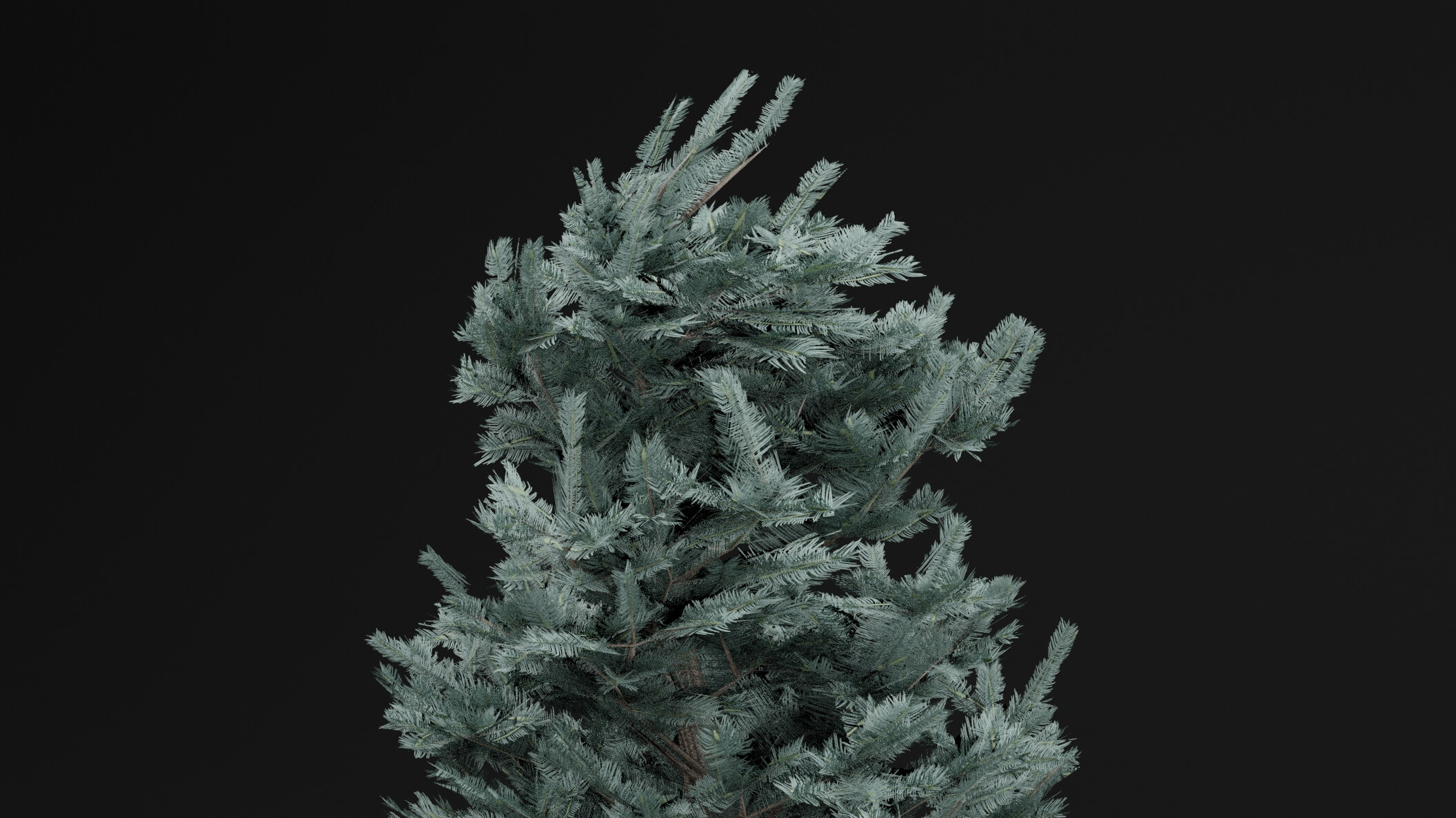Abies Concolor Tree - 3D Model by Green Lander