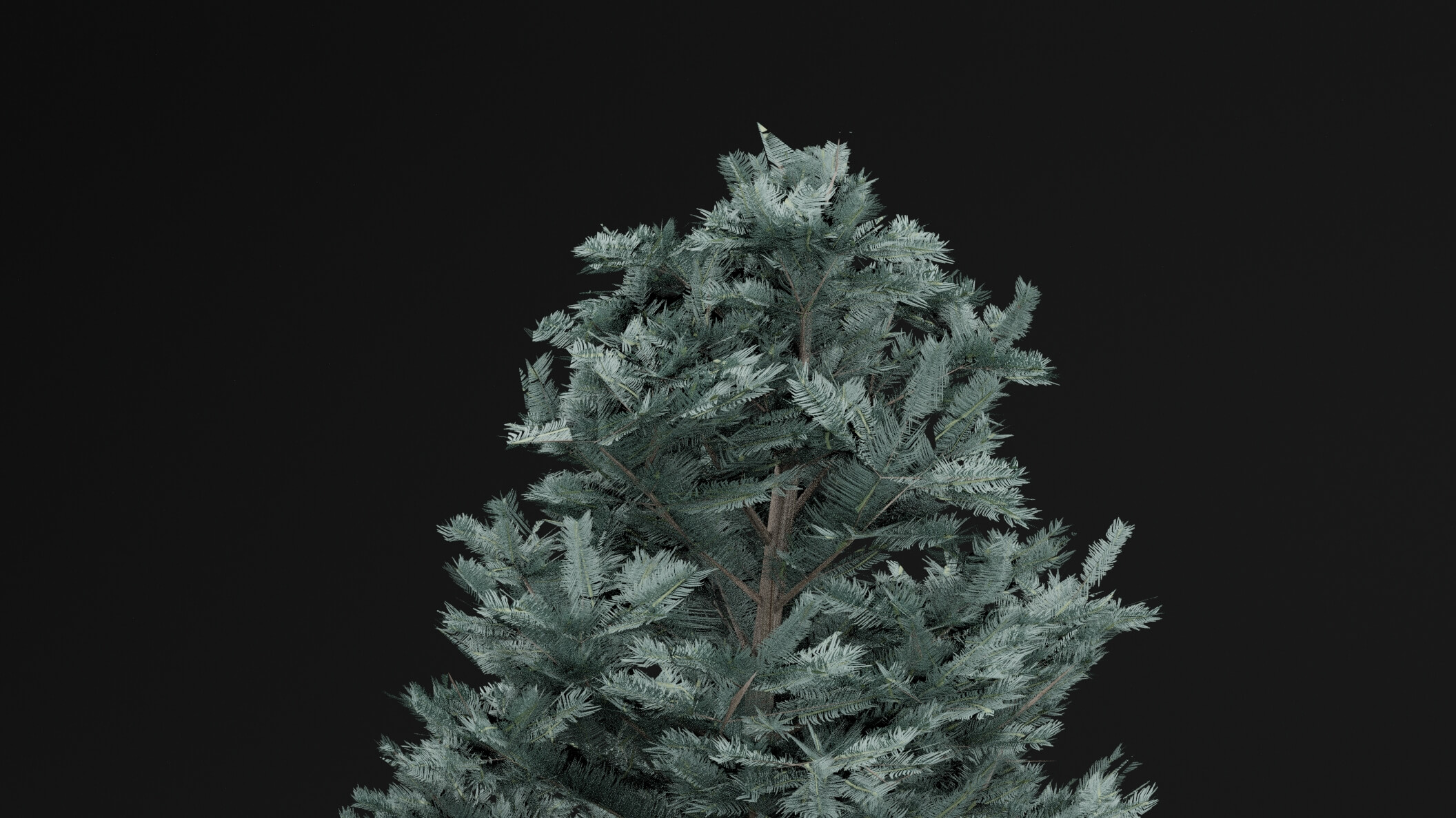 Abies Concolor Tree - 3D Model by Green Lander