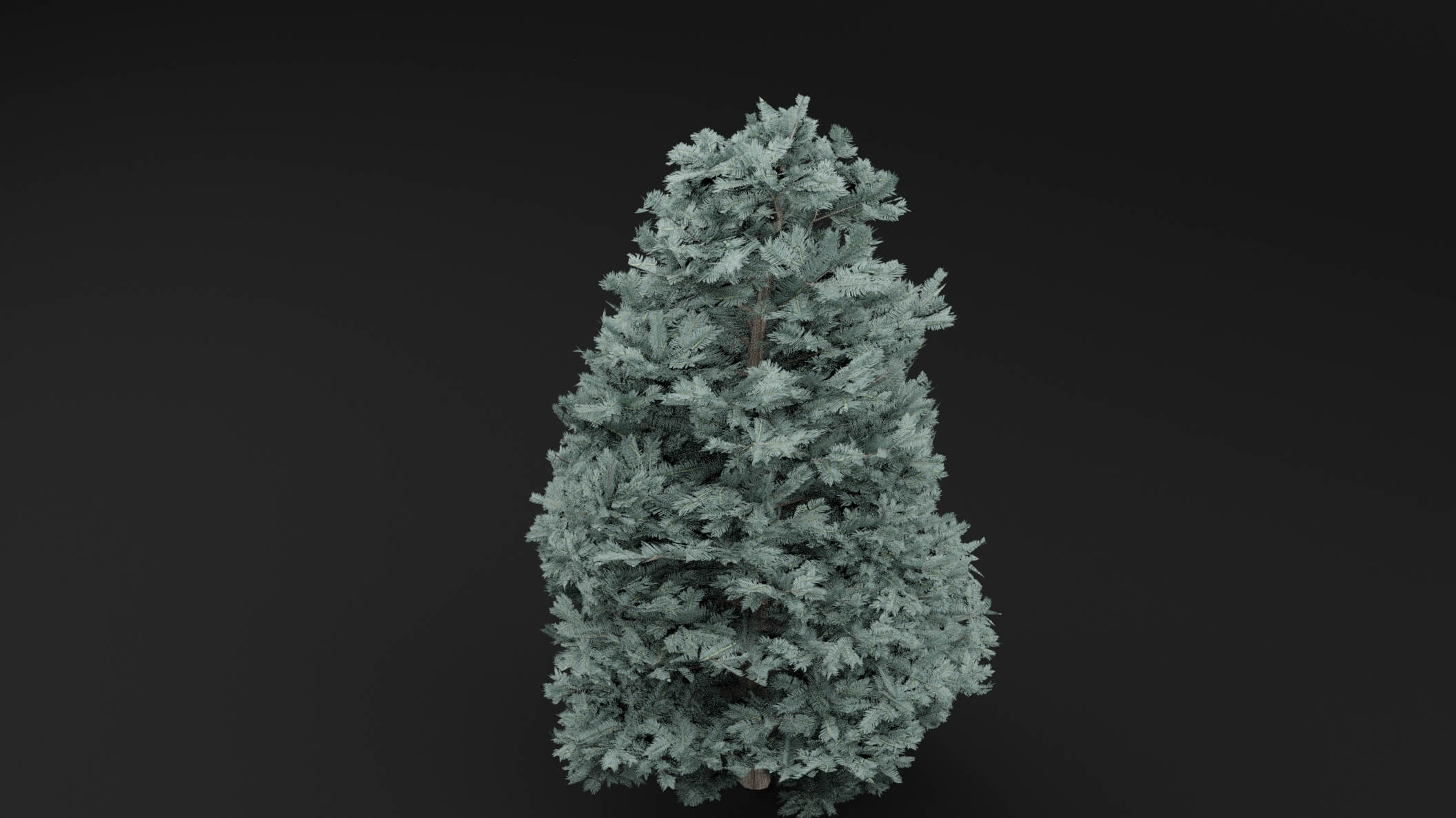 Abies Concolor Tree - 3D Model by Green Lander