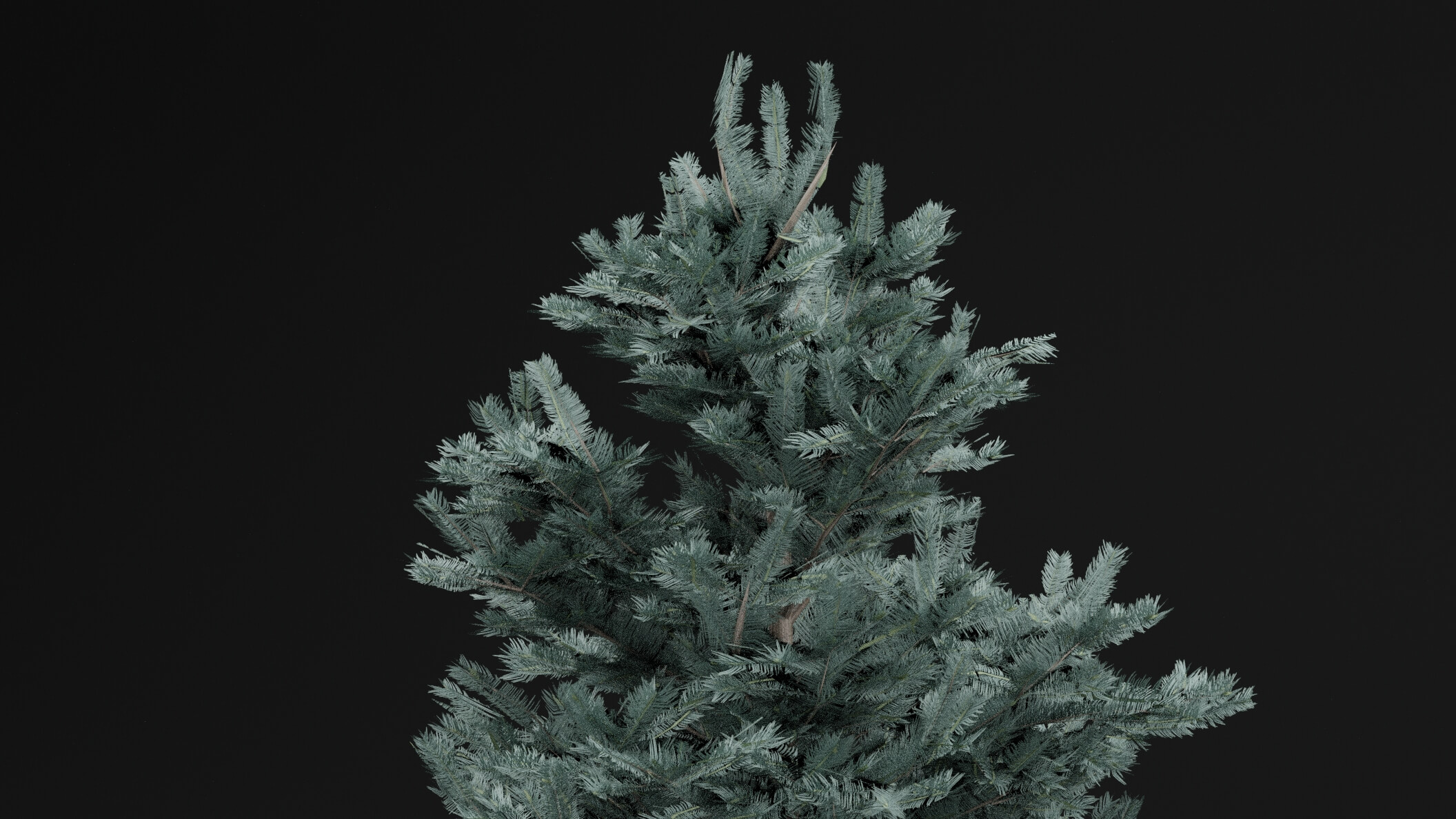 Abies Concolor Tree - 3D Model by Green Lander