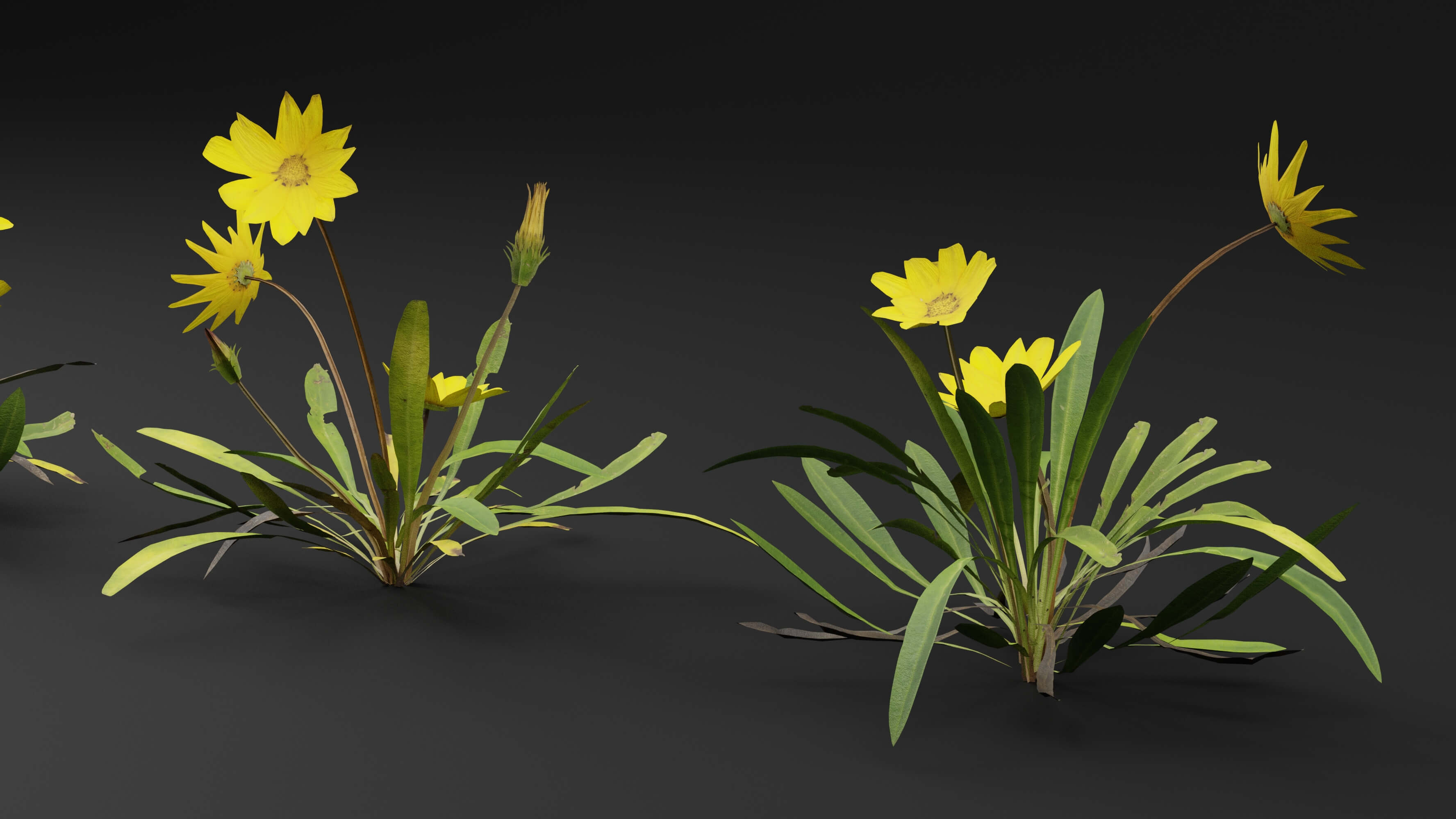 African Daisies Plant - 3D Model by Green Lander