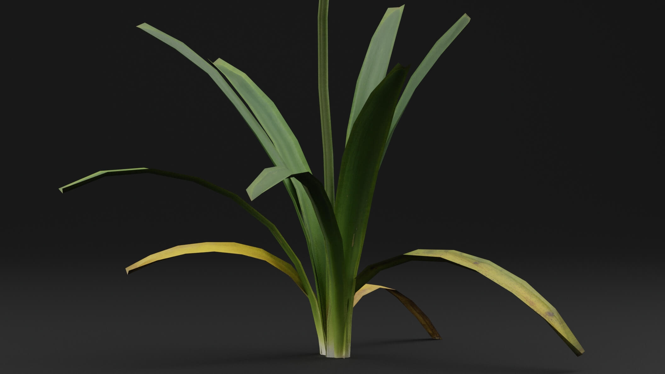 Amaryllis Plant - 3D Model by Green Lander