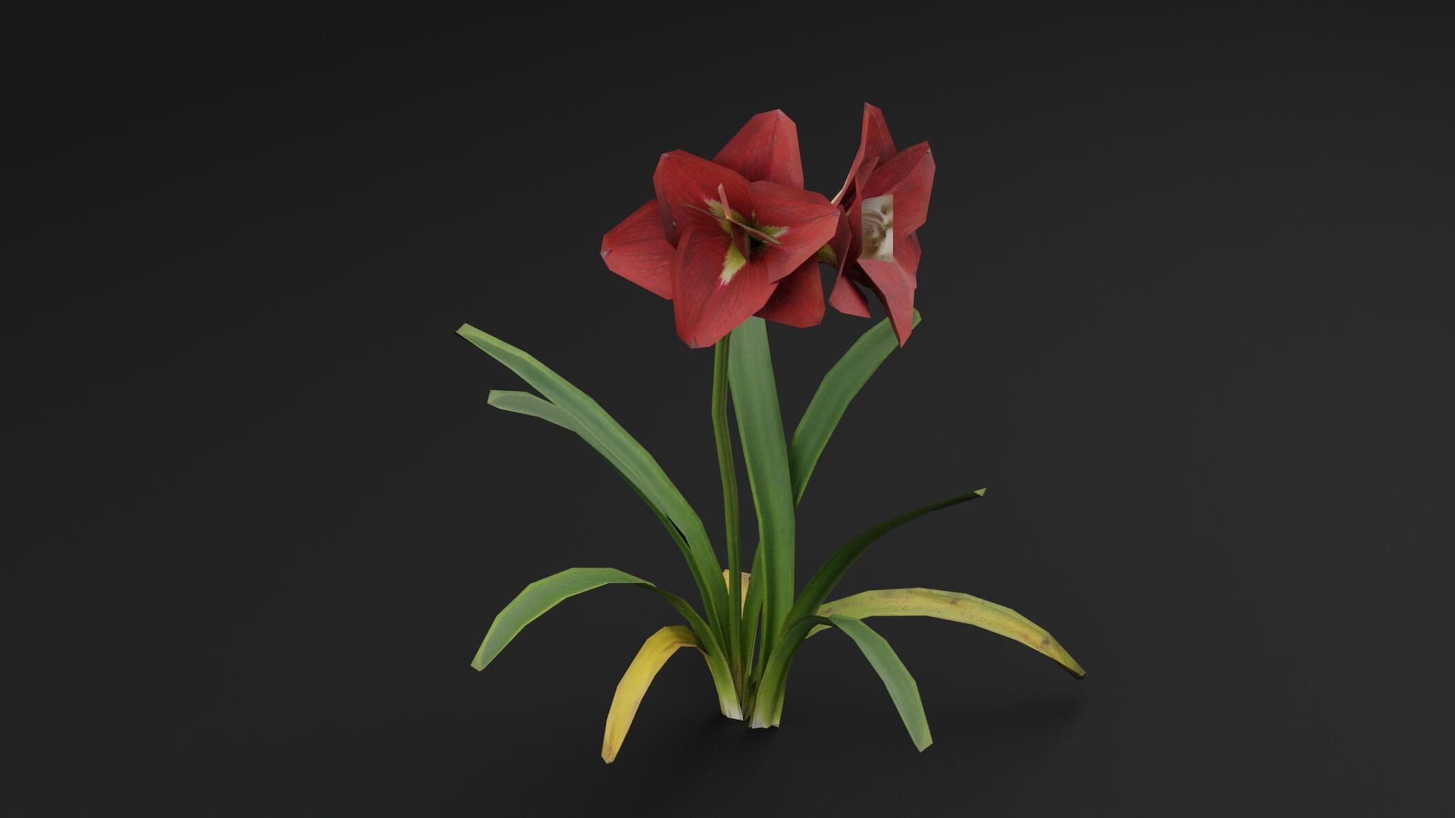 Amaryllis Plant - 3D Model by Green Lander