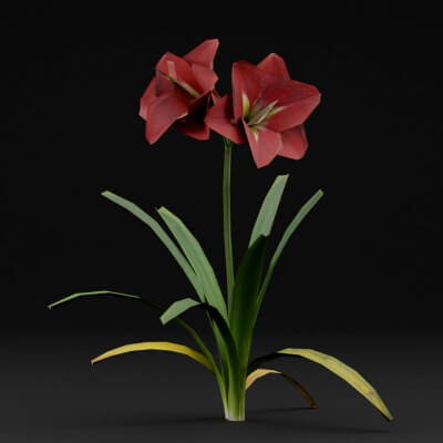 Amaryllis Plant - 3D Model by Green Lander
