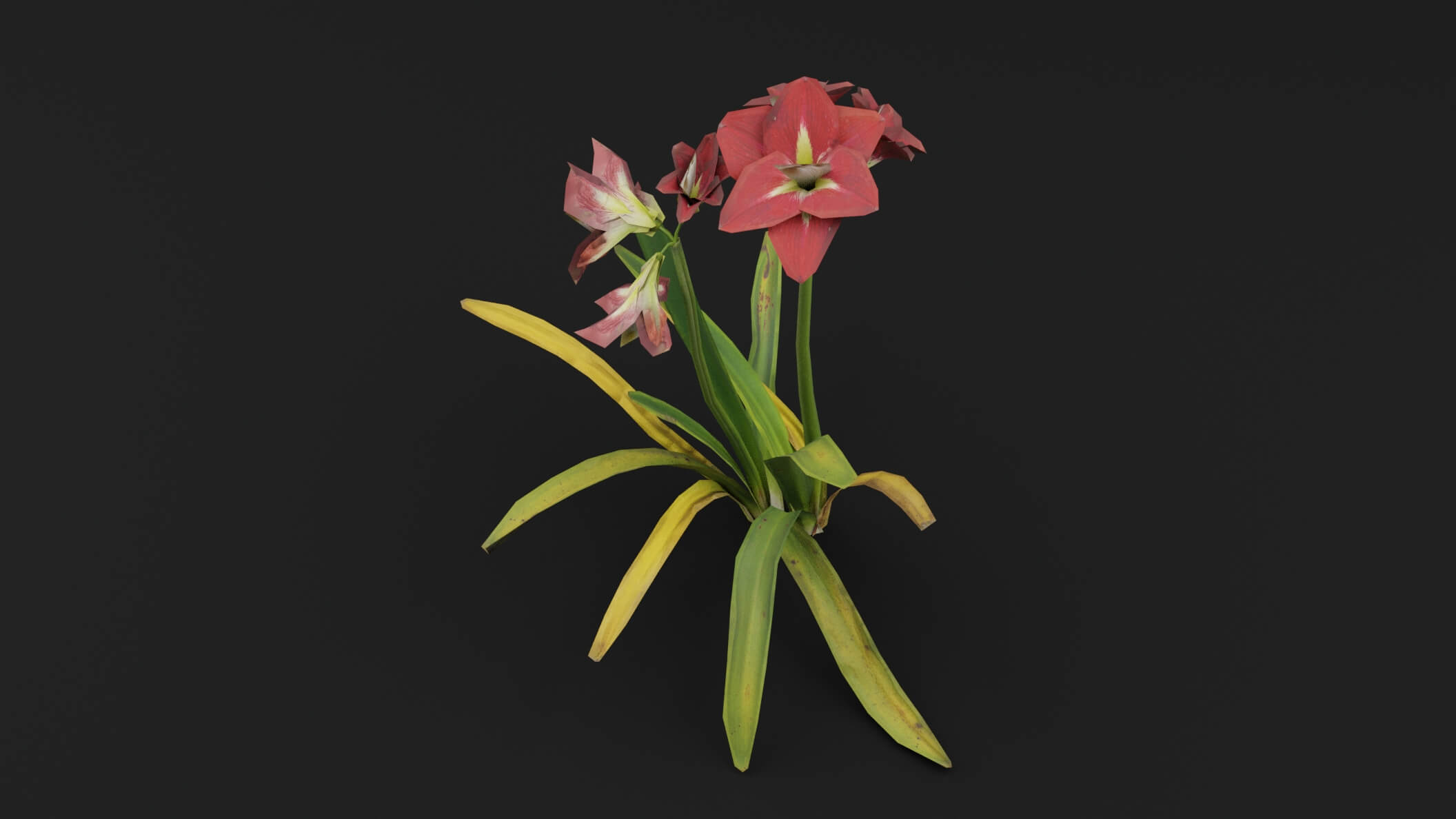Amaryllis Plant - 3D Model by Green Lander